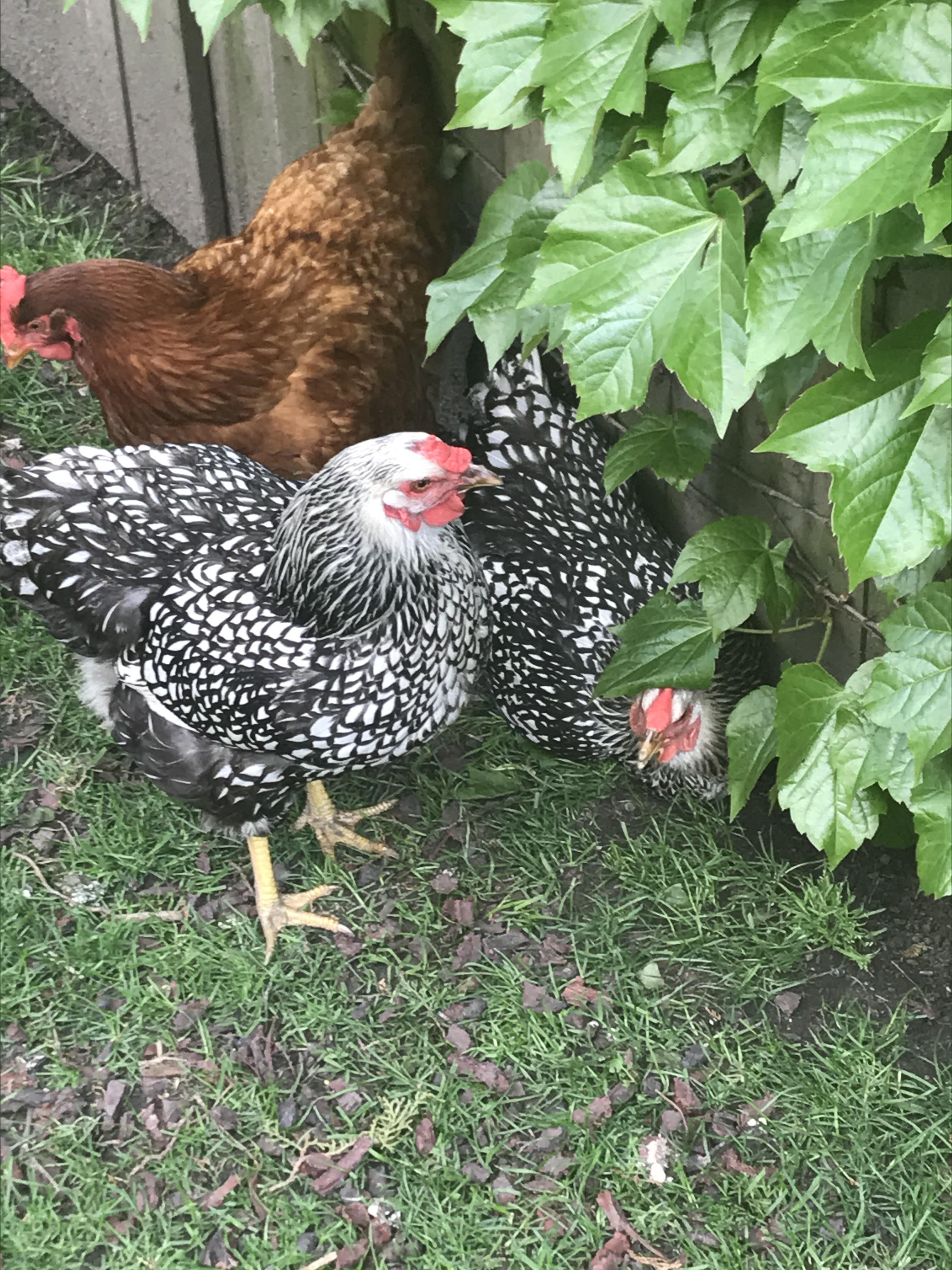 My chickens huddled up against a wall | Scrolller