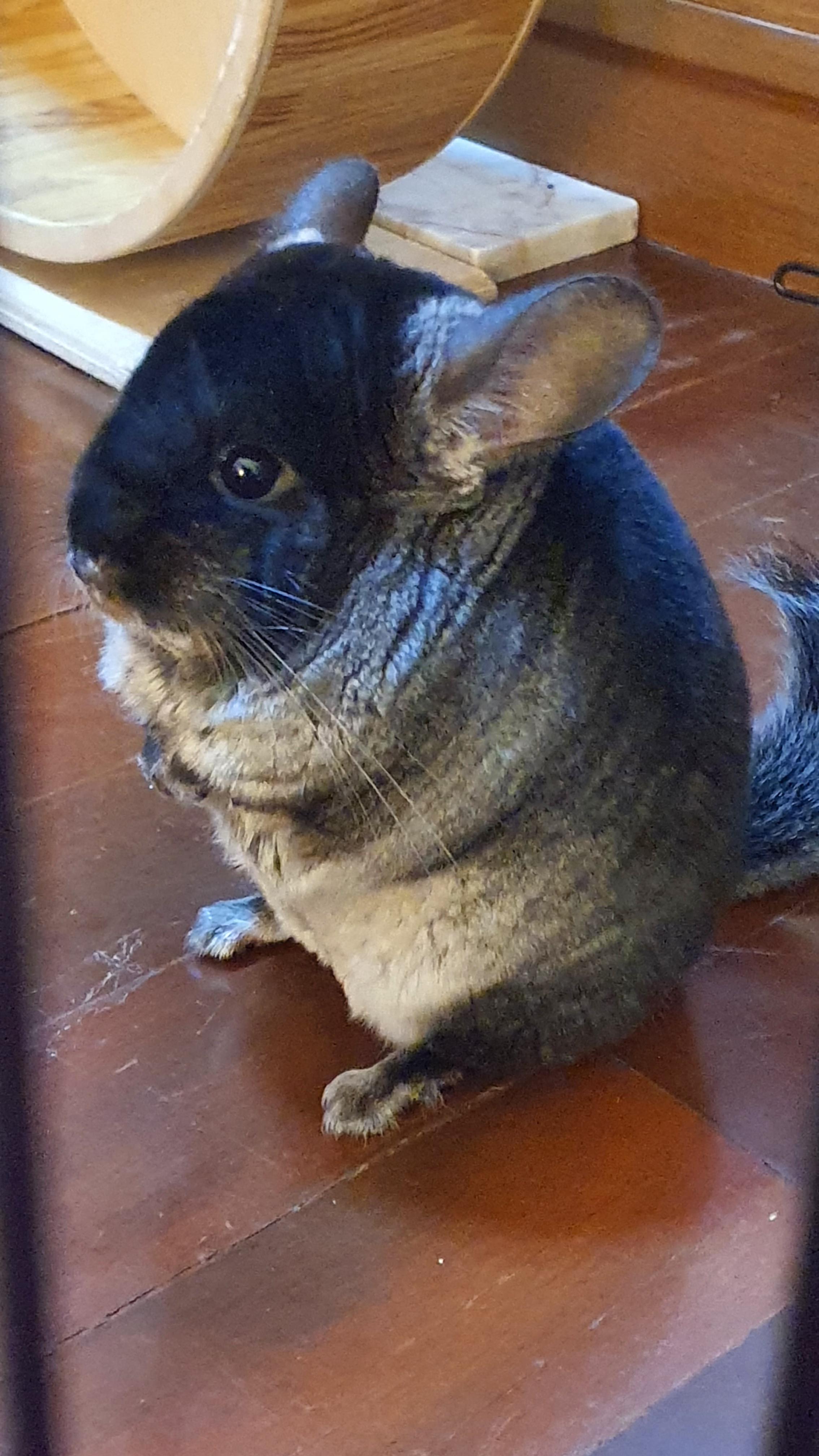 My chinchilla. Can I see your black velvetCoo chinchillas too? :) | Scrolller