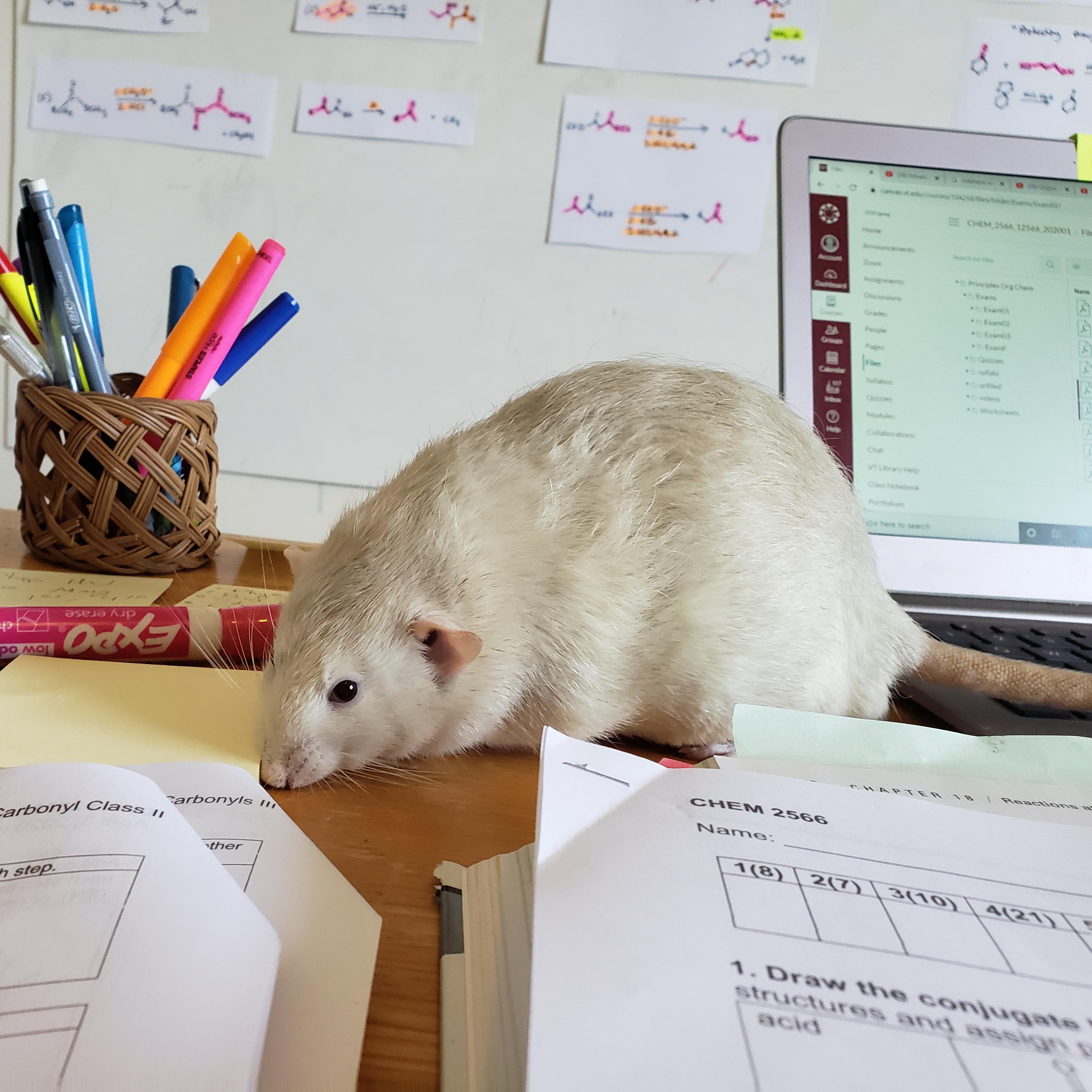 My chonk of a study buddy | Scrolller