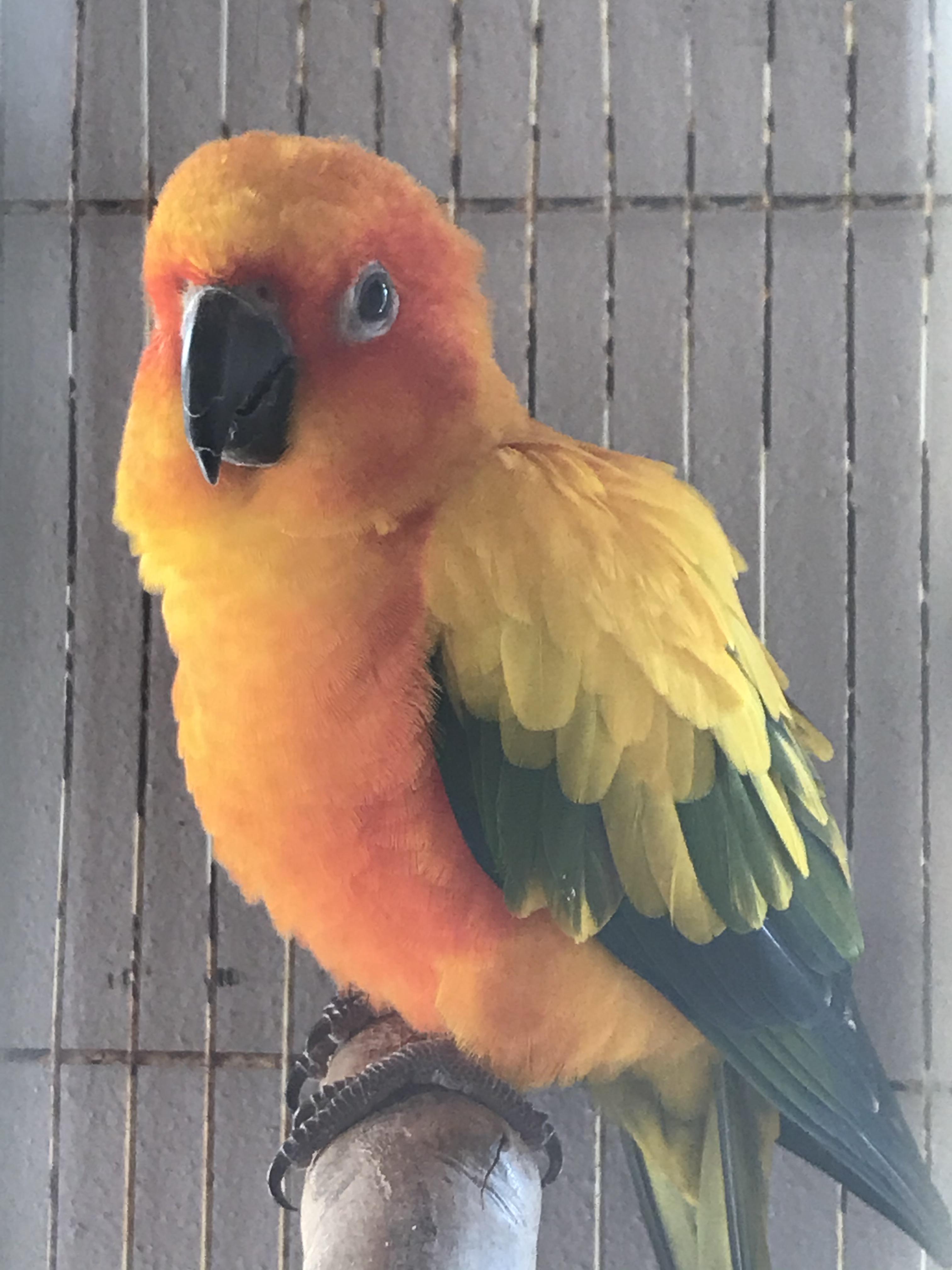 My chonky birb | Scrolller