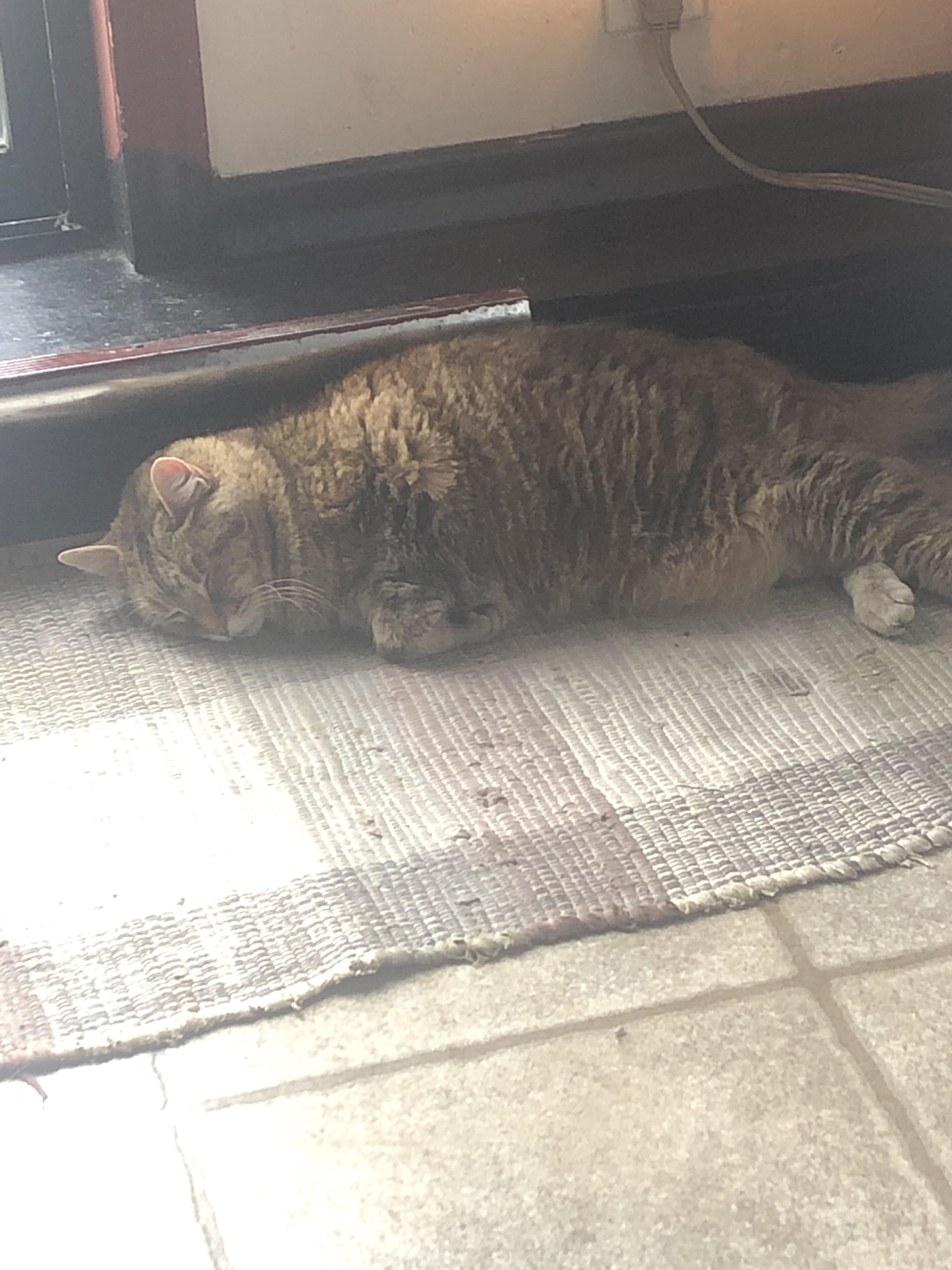 My chonky loaf of a cat | Scrolller