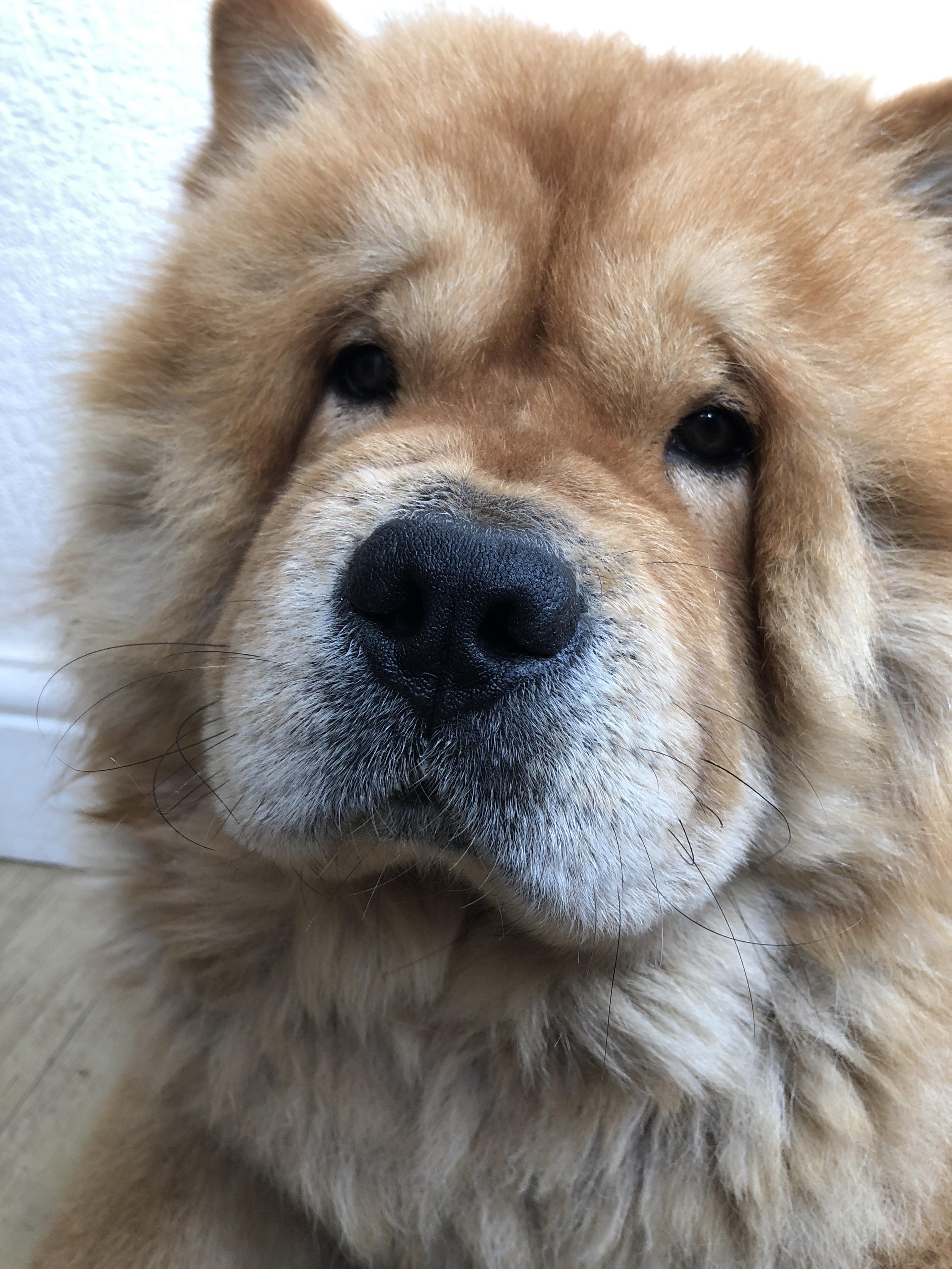 My chow Baron | Scrolller