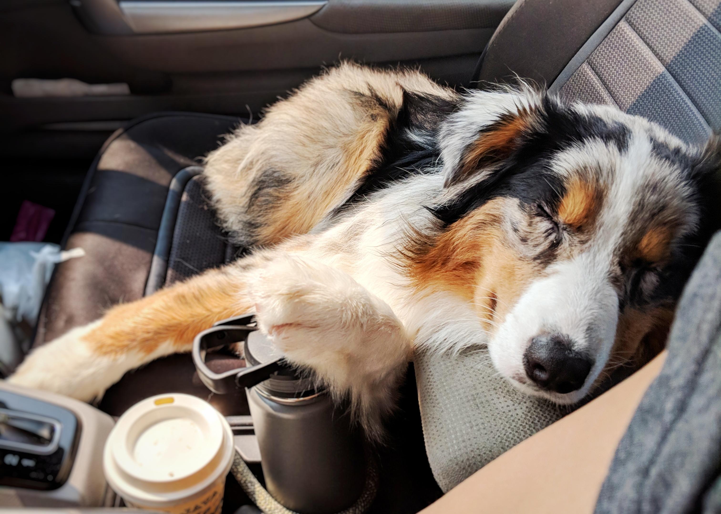 My co-pilot | Scrolller