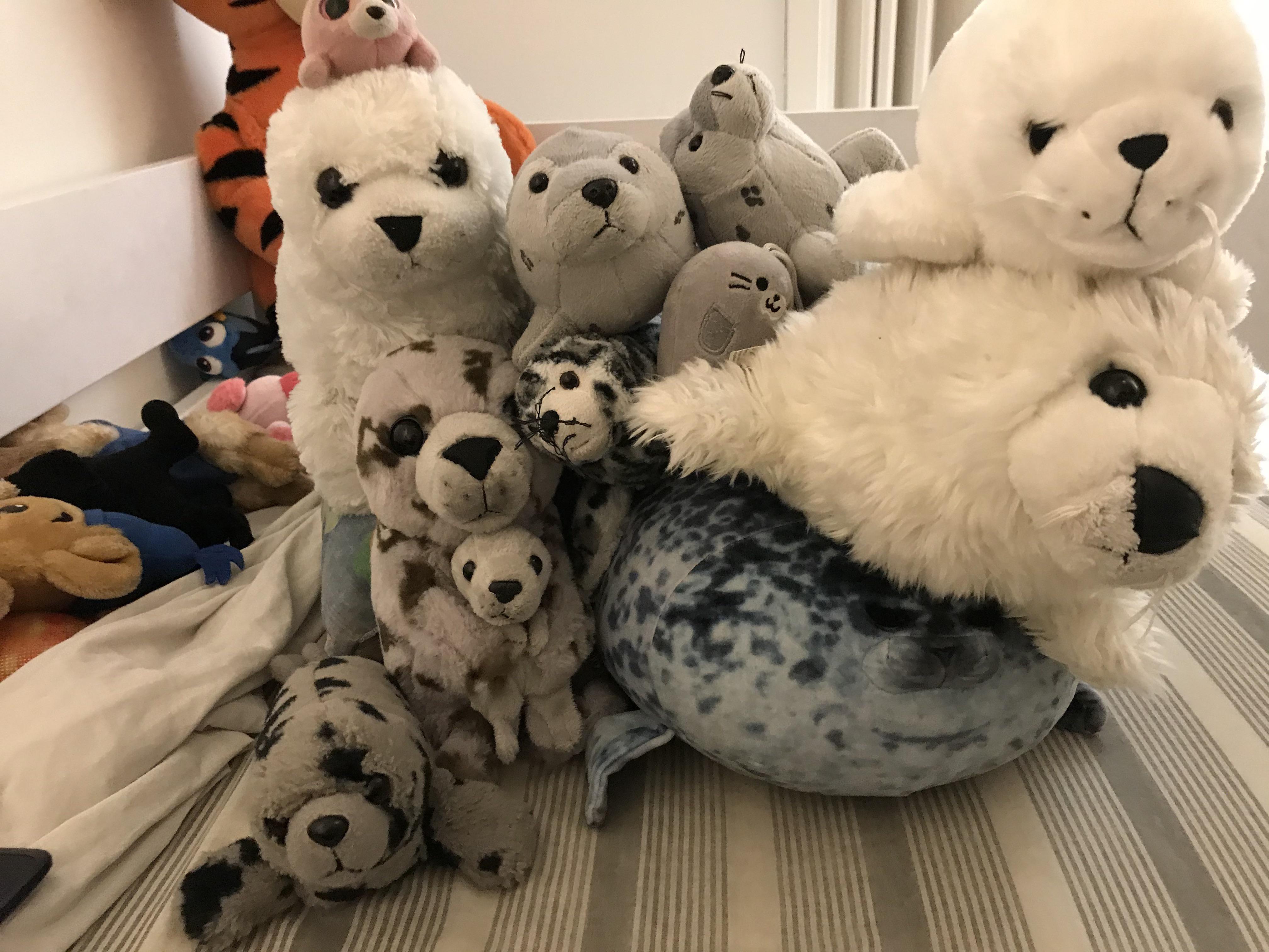 My collection of seal plushies | Scrolller