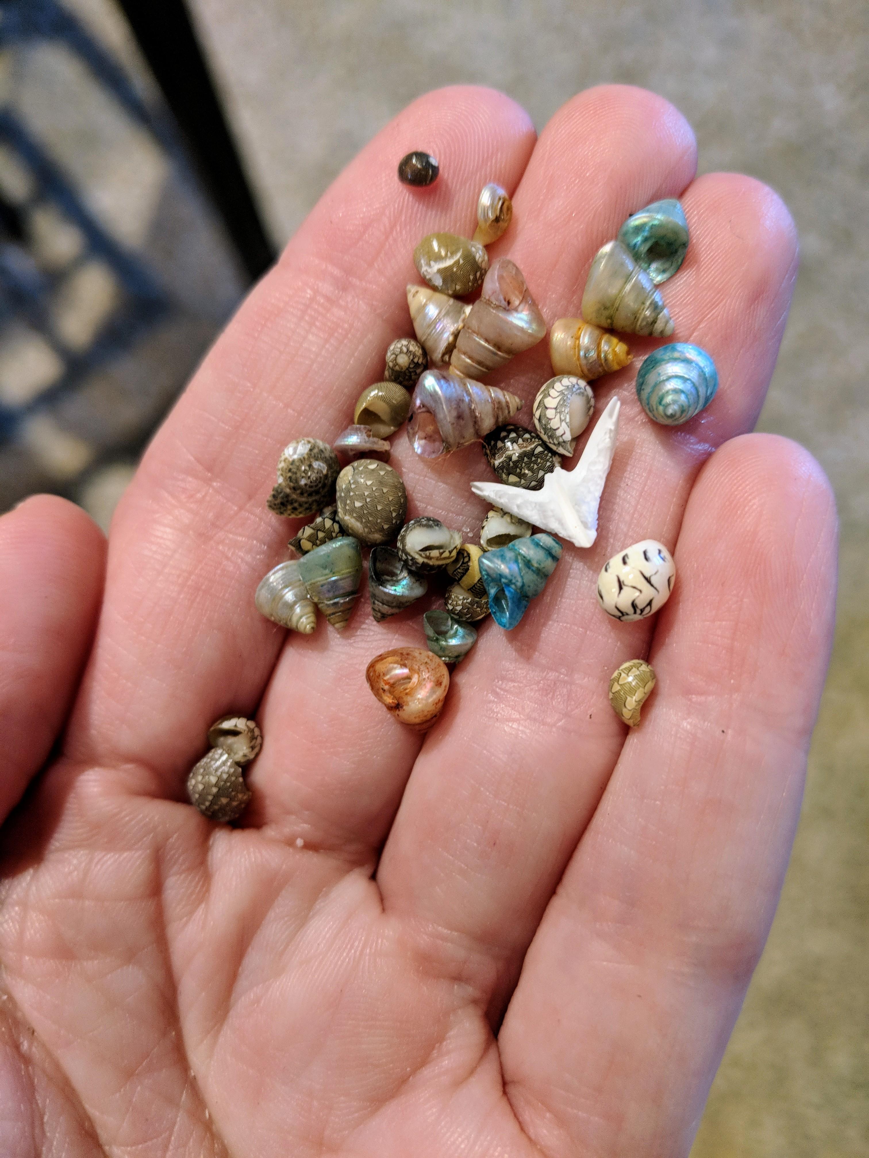 My collection of tiny shells | Scrolller