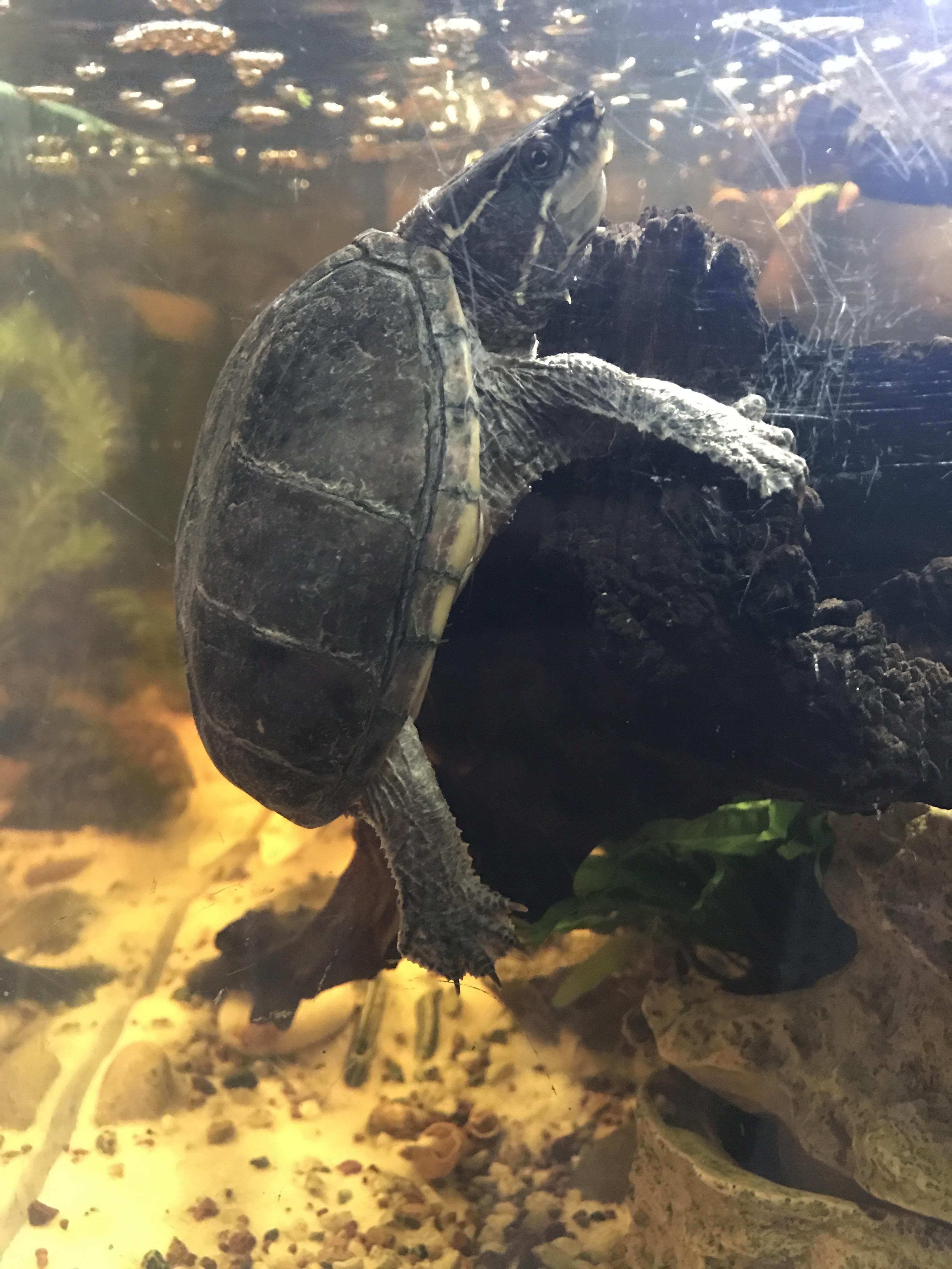 My common musk turtle acting innocent after destroying most of the plants in his aquarium ...
