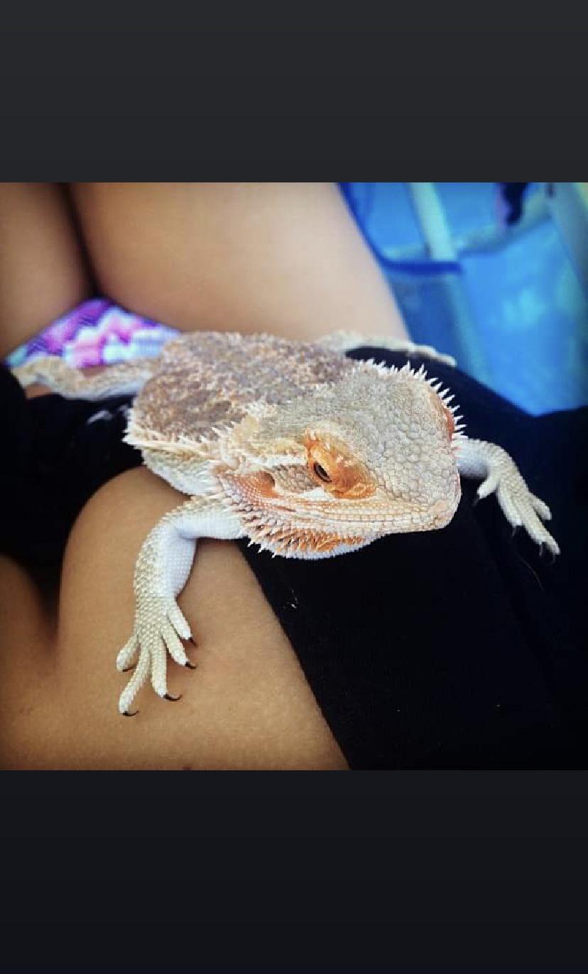 My cousin acted like she was showing off the lizard... but we all know she was showing off them ...