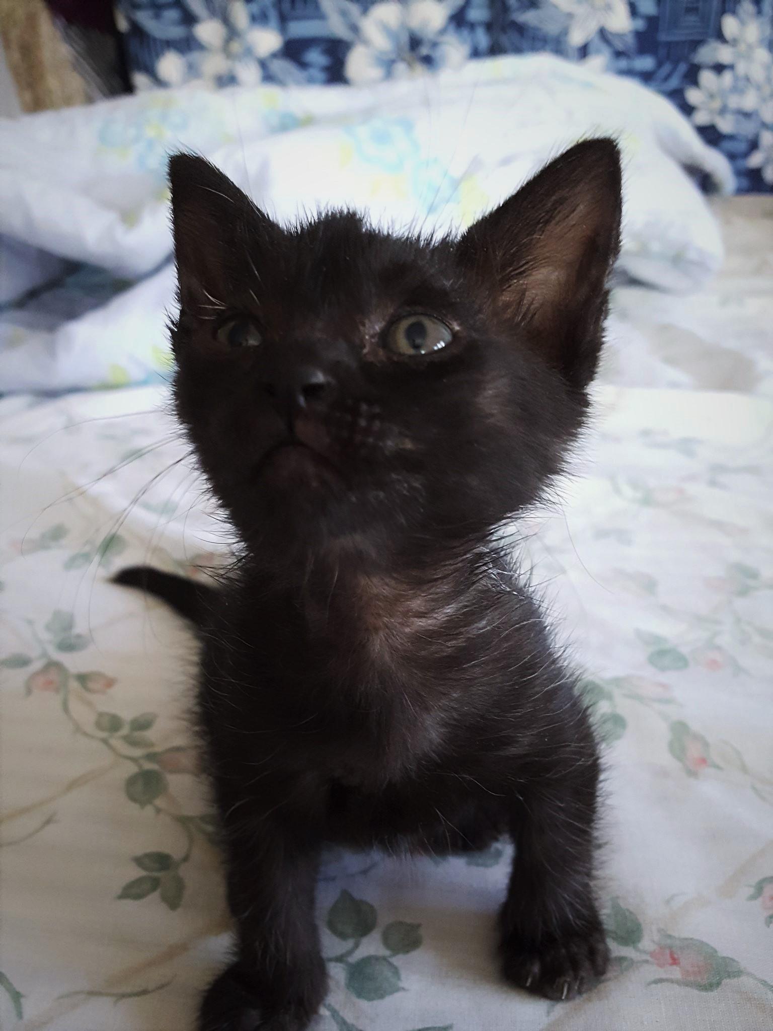 My cousin sent me this photo of their rescue. Look at those tiny claws! | Scrolller