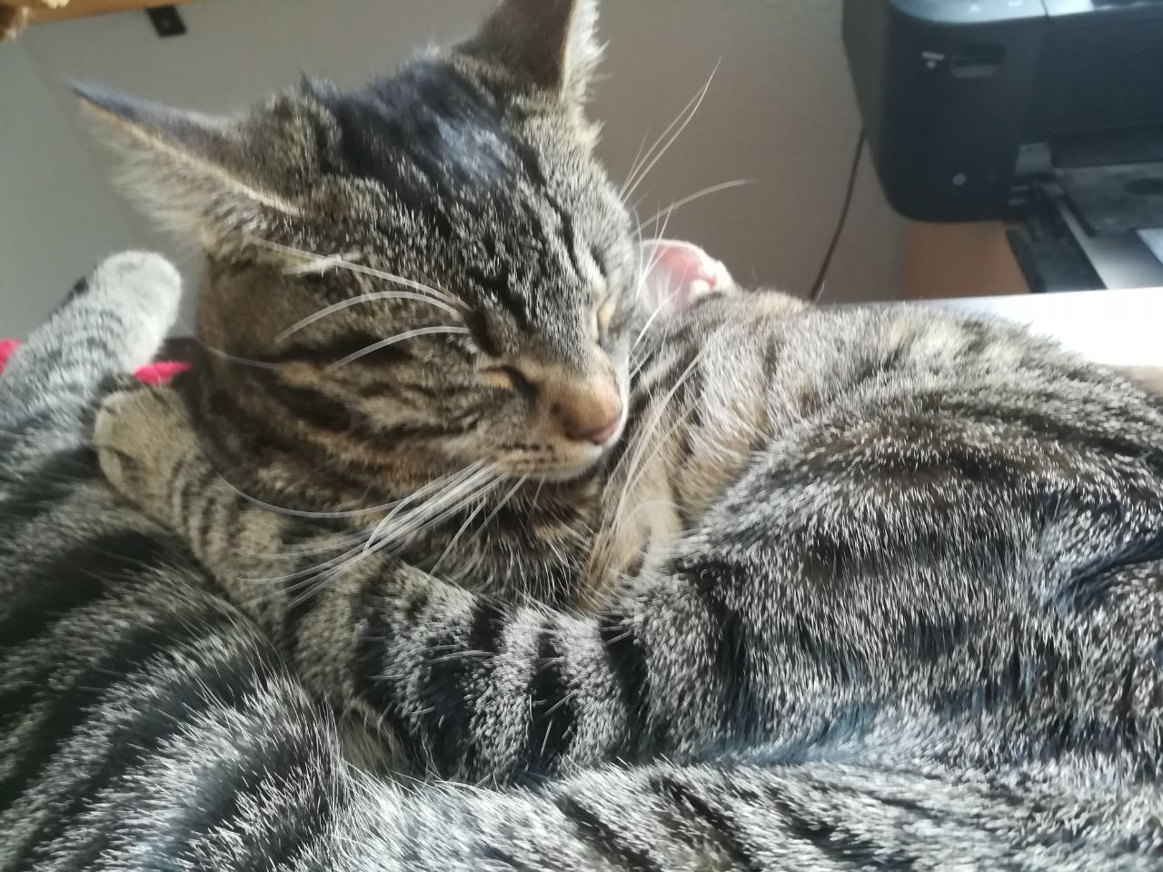 My cuddling cats, chaos and sin | Scrolller