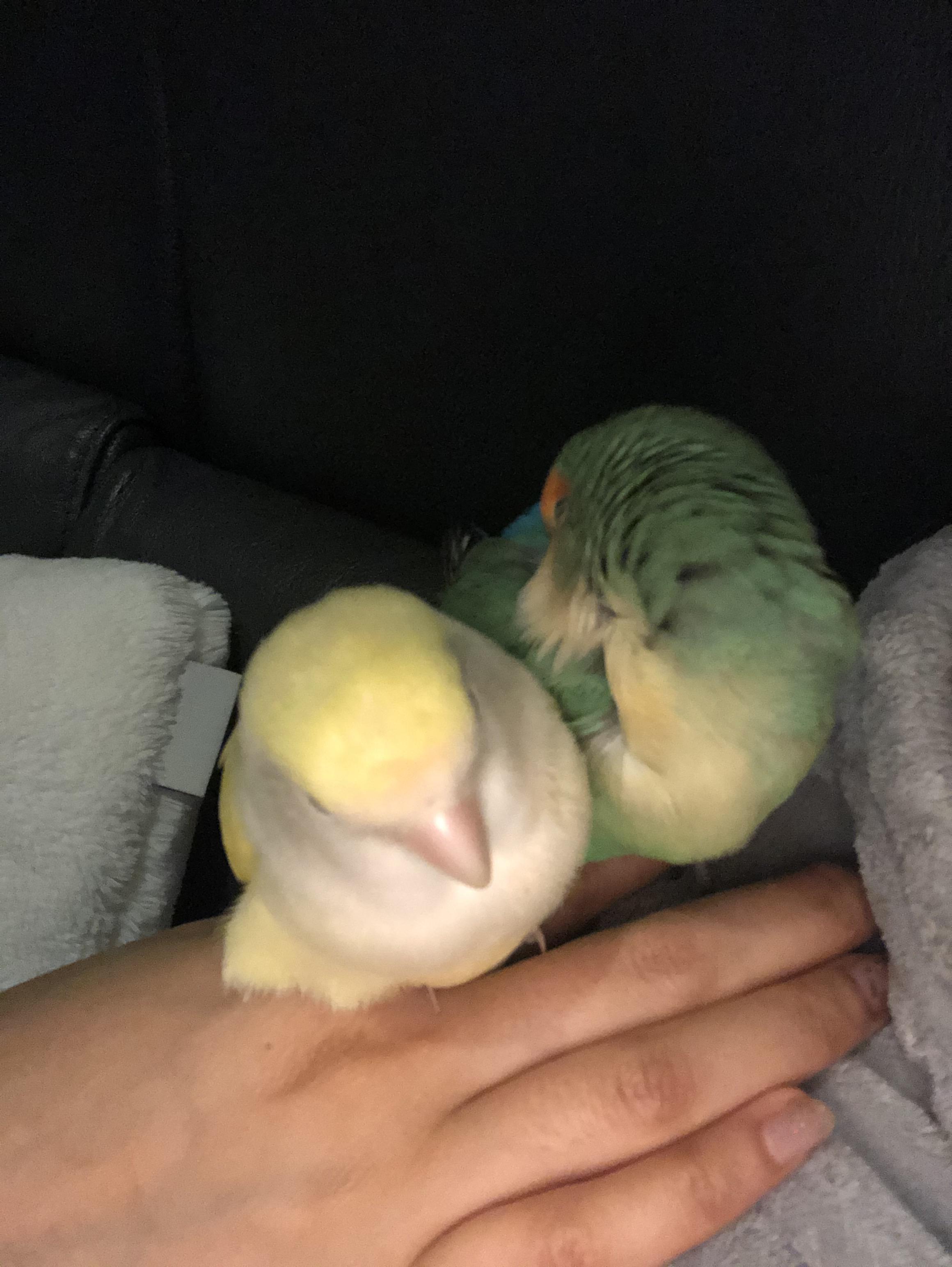My cute and serene borbs | Scrolller