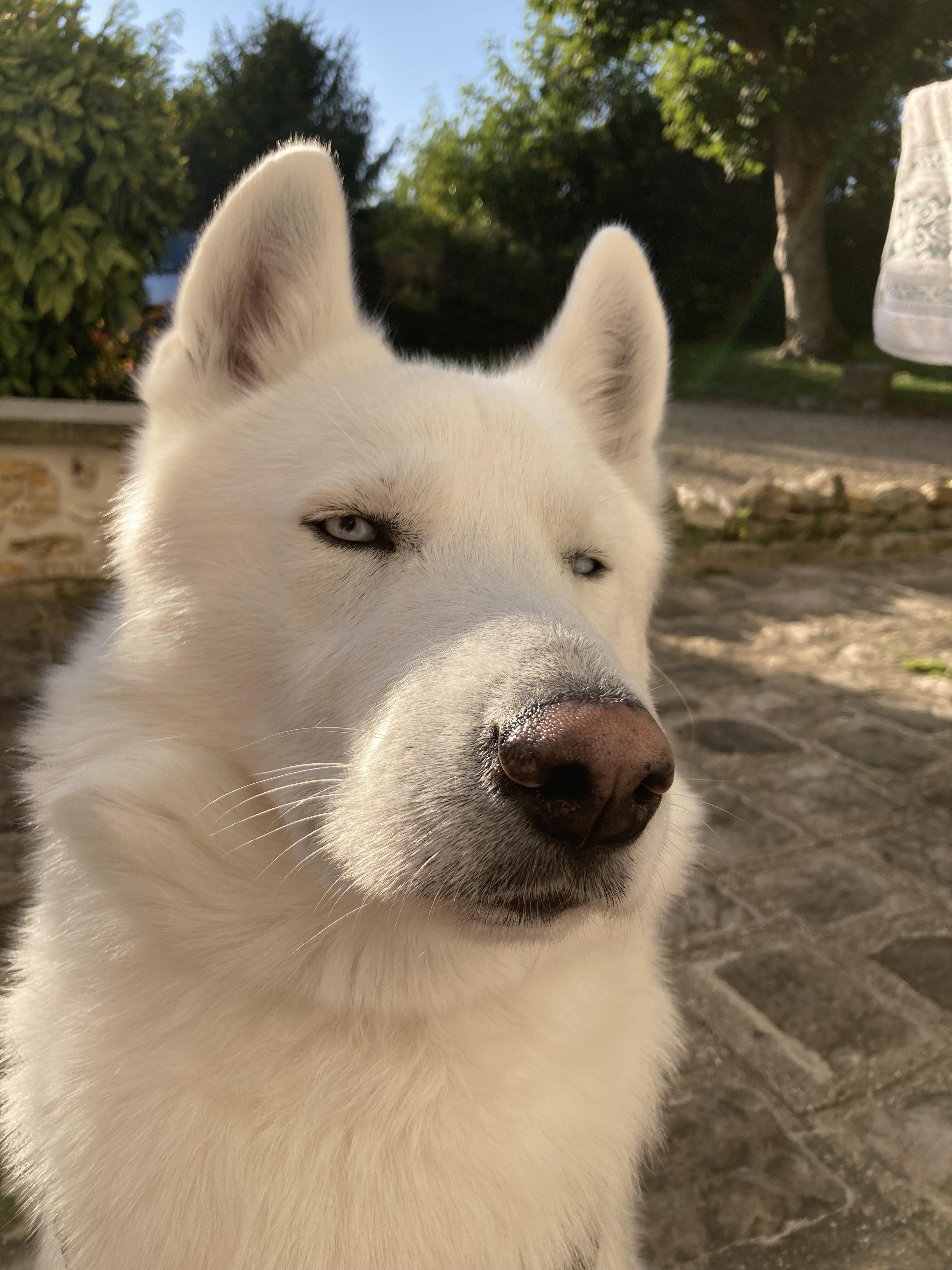 My cute doggo | Scrolller