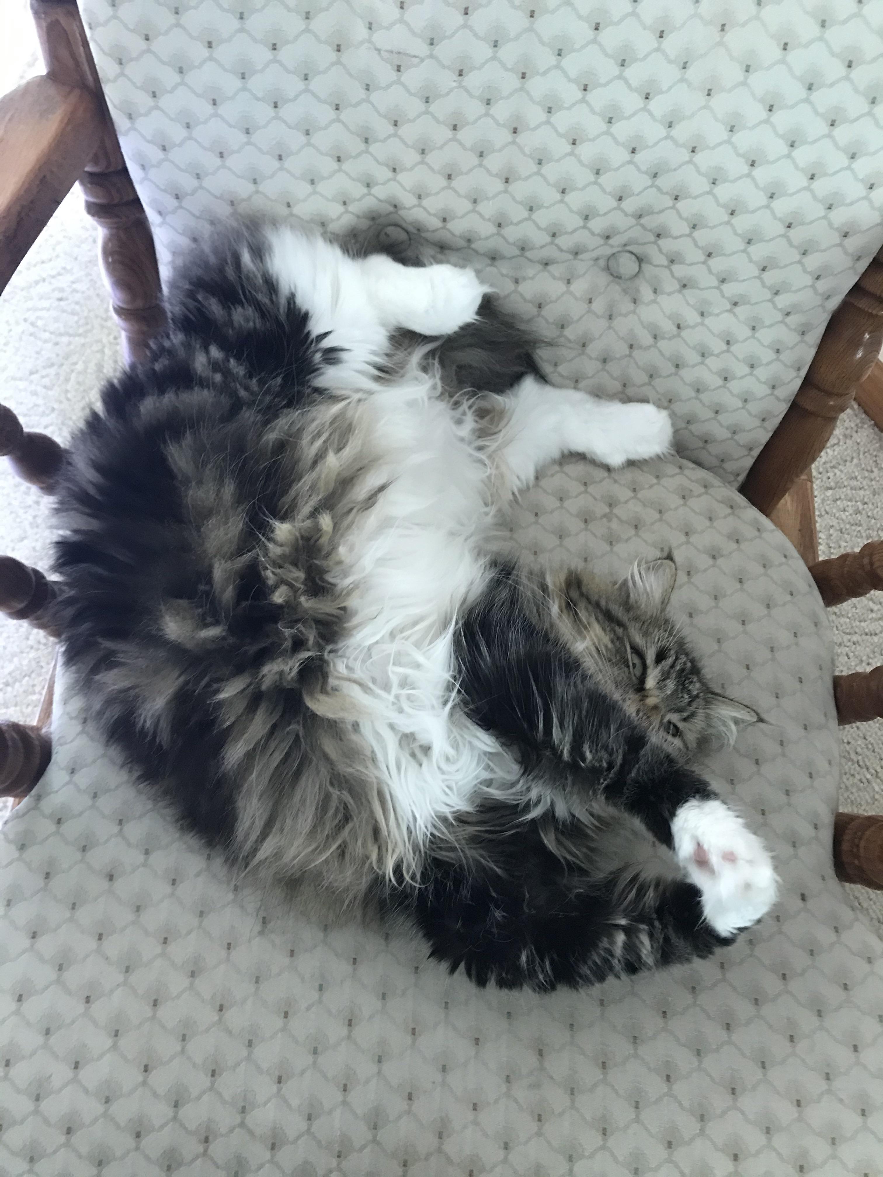 My cute lil Siberian | Scrolller