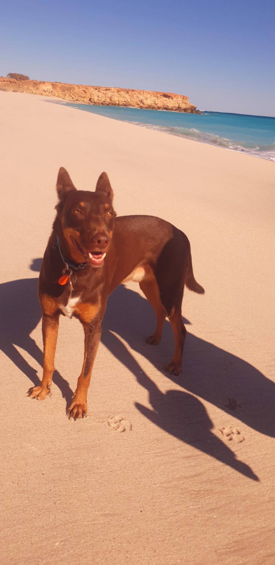 My cute little kelpie named rusty! | Scrolller