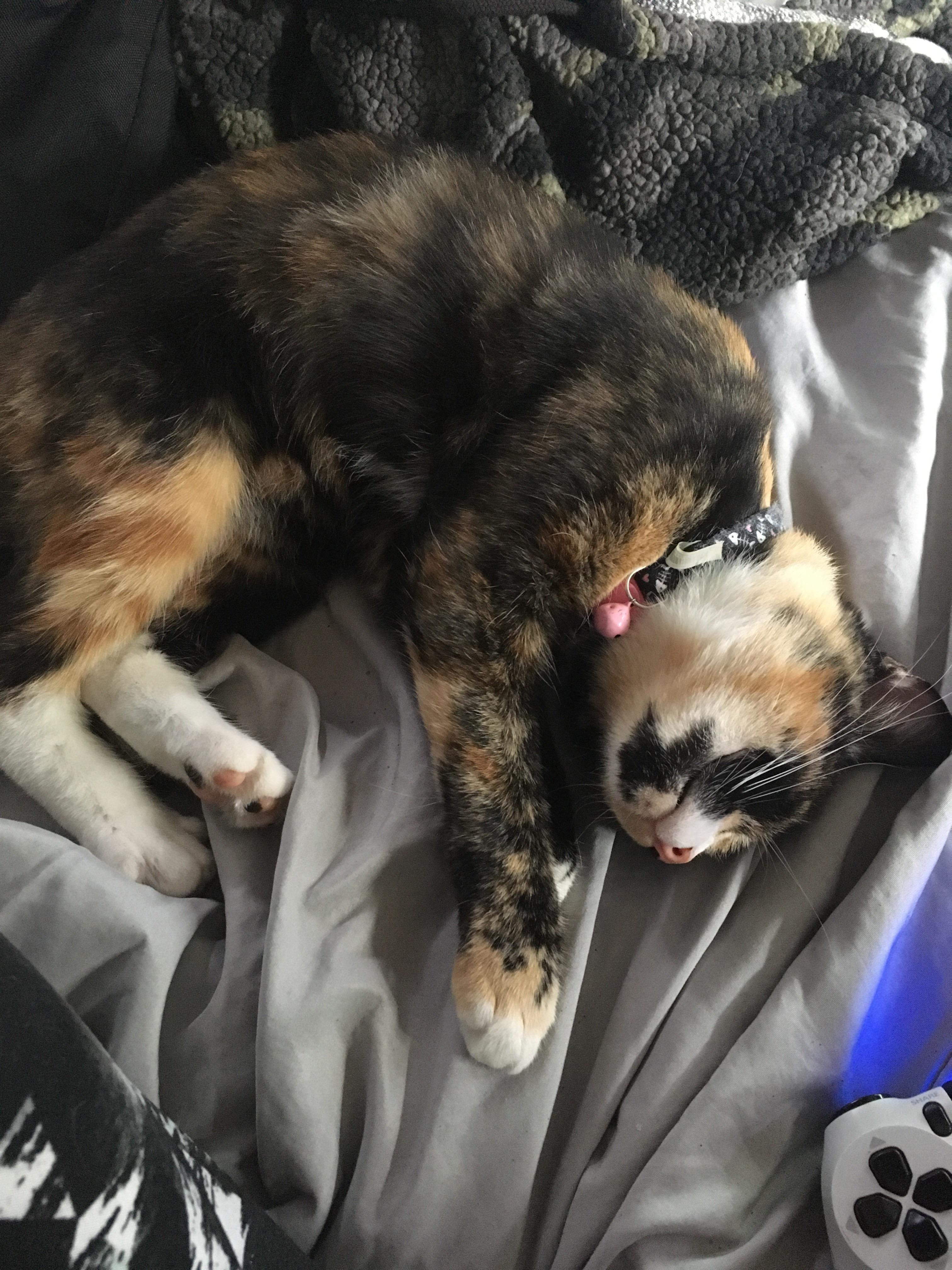 My cute little rescue sleeping with her absolutely adorable toe beans! I love my Callie the ...