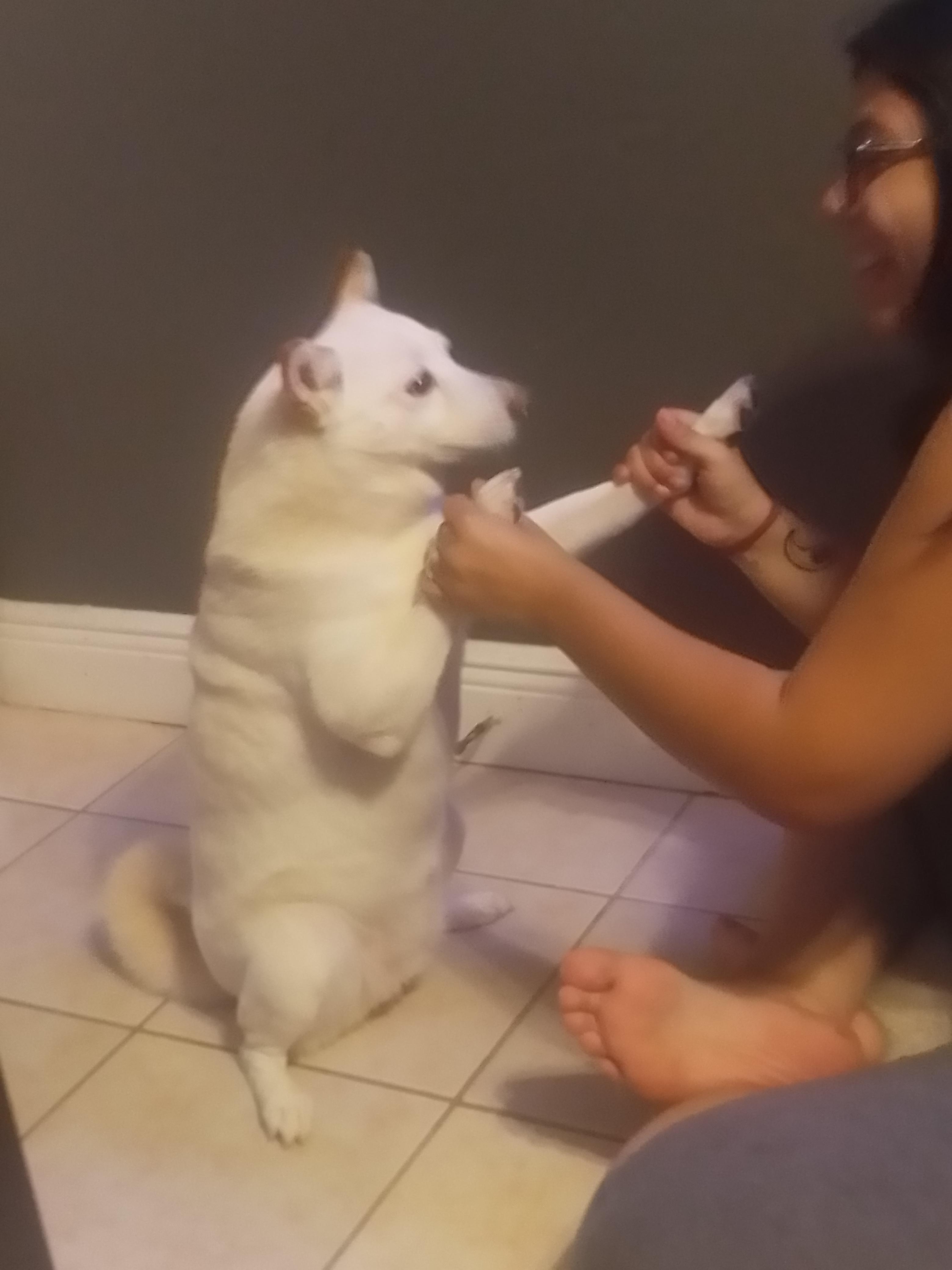 My cylindrical Shiba. | Scrolller