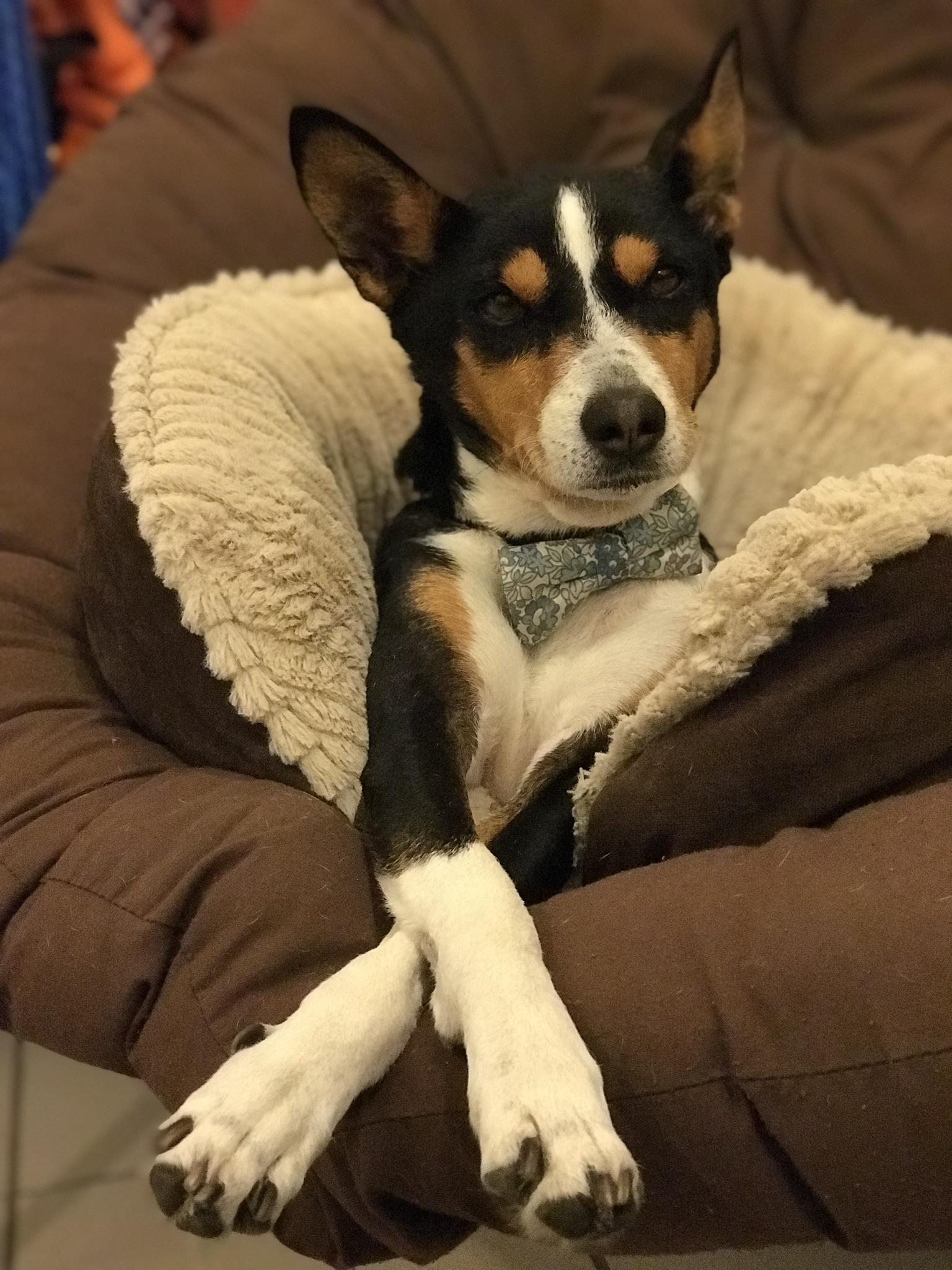 My Dapper Basenji | Scrolller