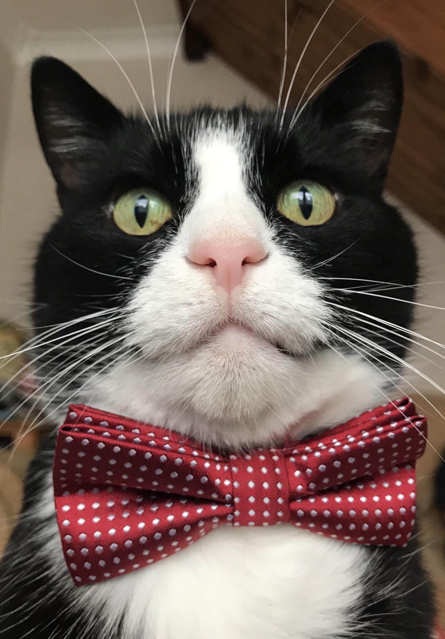 My dapper boy | Scrolller