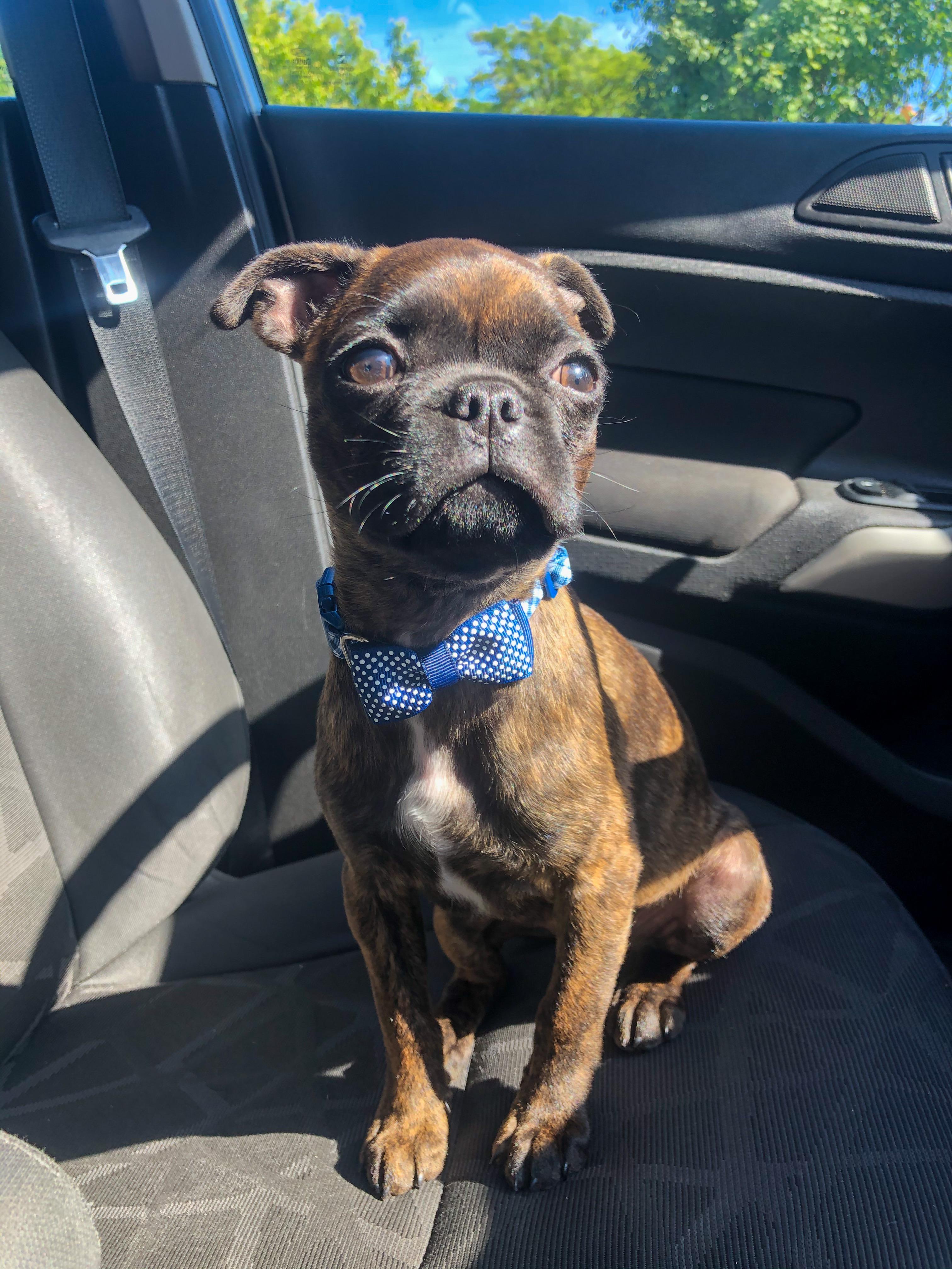 My Dapper boy, Winston! | Scrolller
