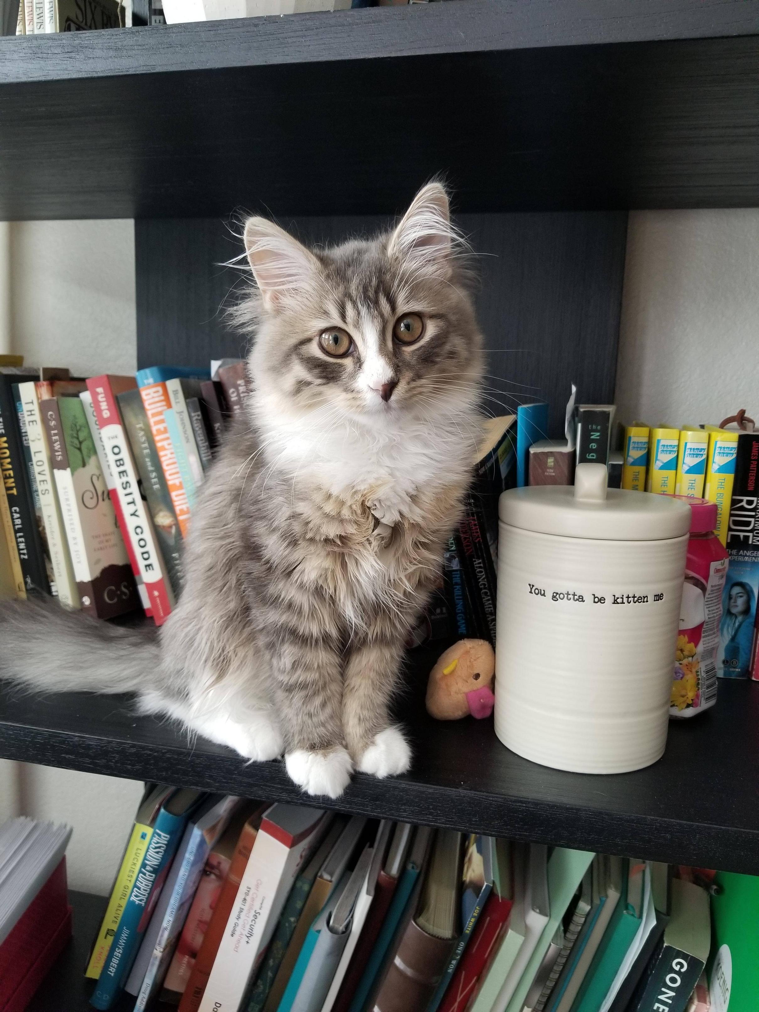 My darling Samson is 5 months old today! | Scrolller