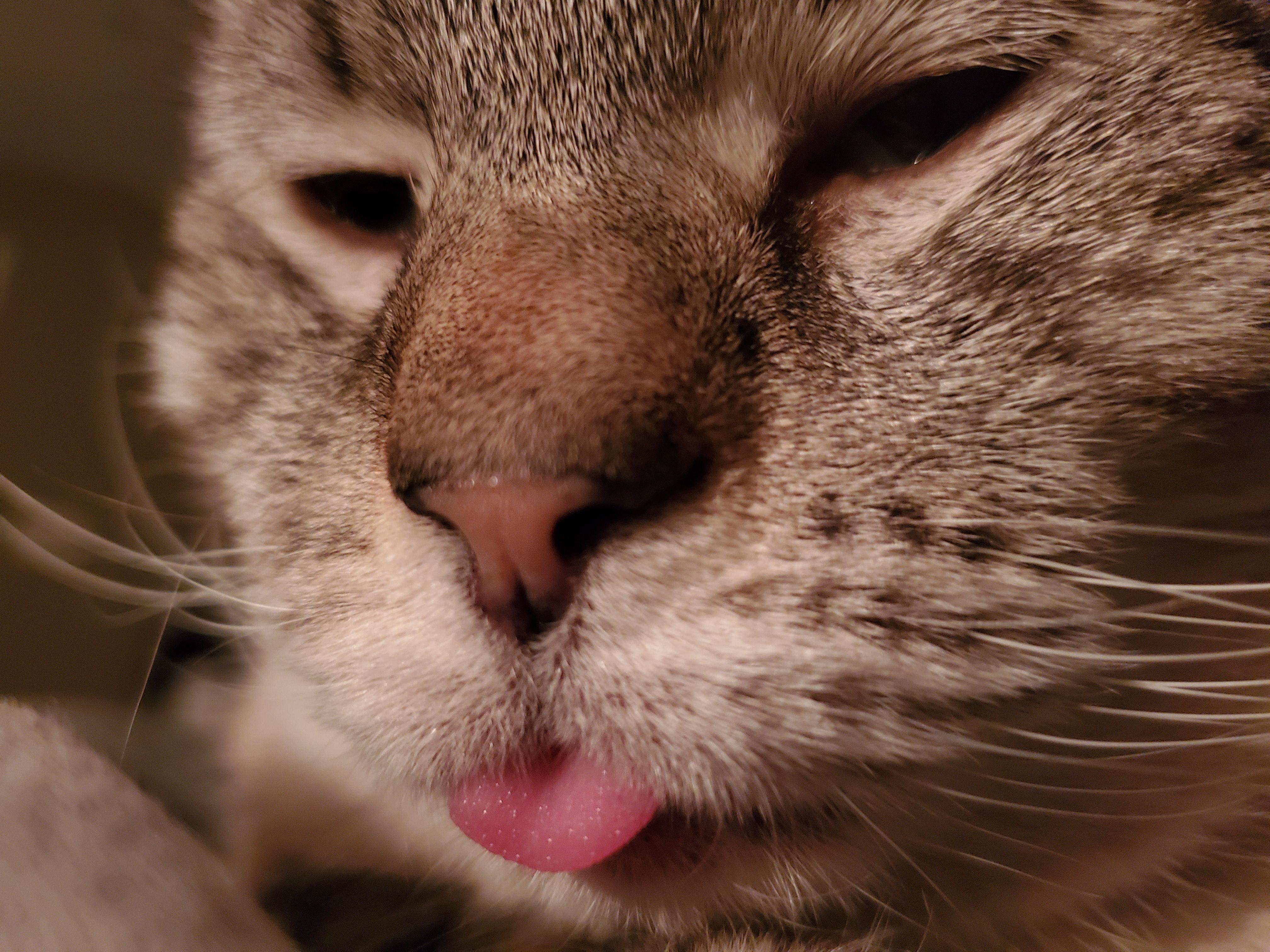 My derp can't fit his tongue in his mouth | Scrolller