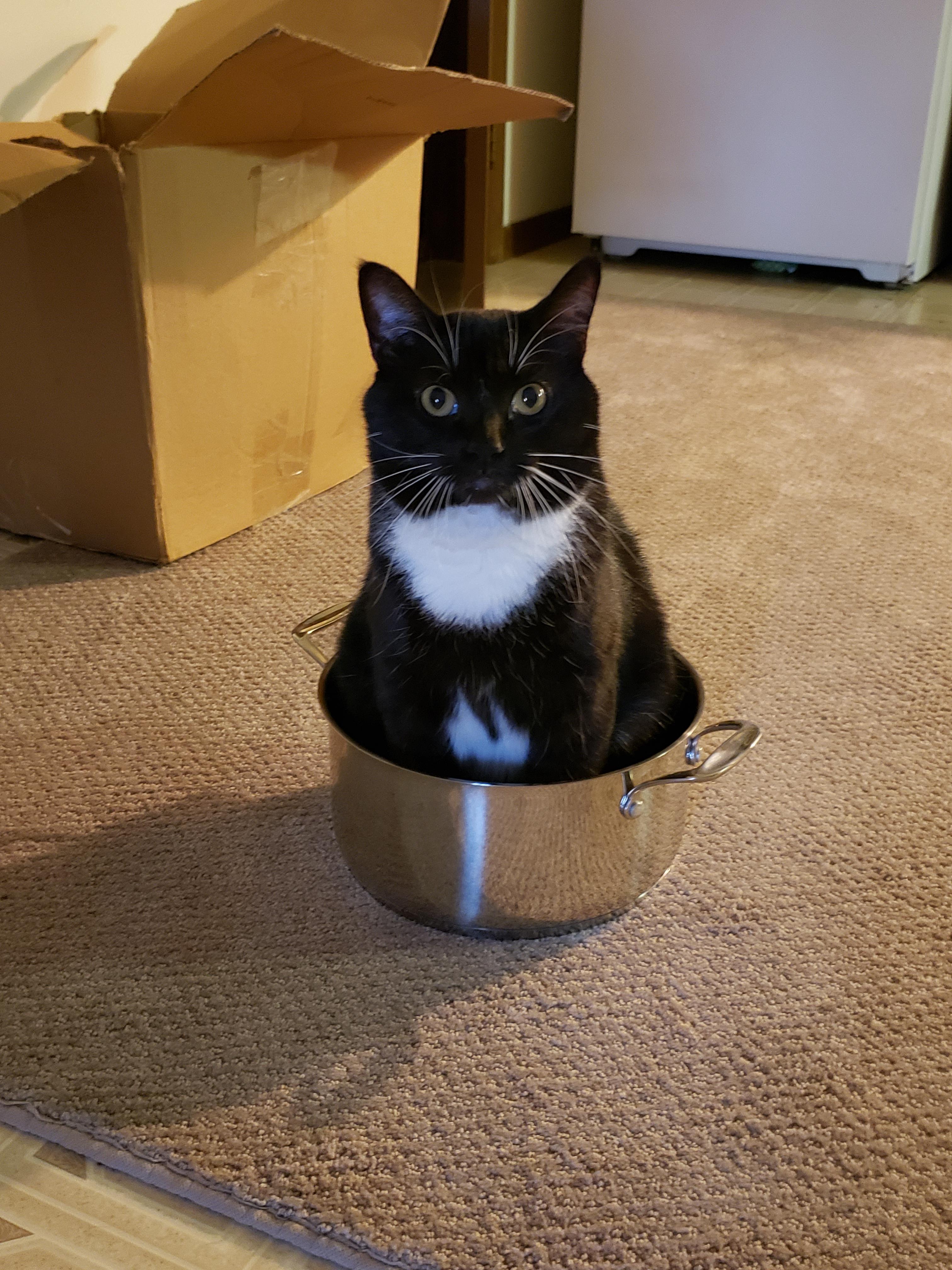 My Derpy Boy 😊😻 | Scrolller