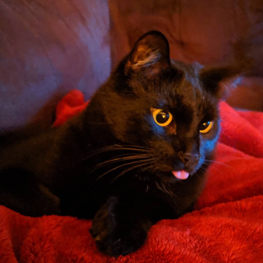 My Derpy Boy Kitty OzMan | Scrolller
