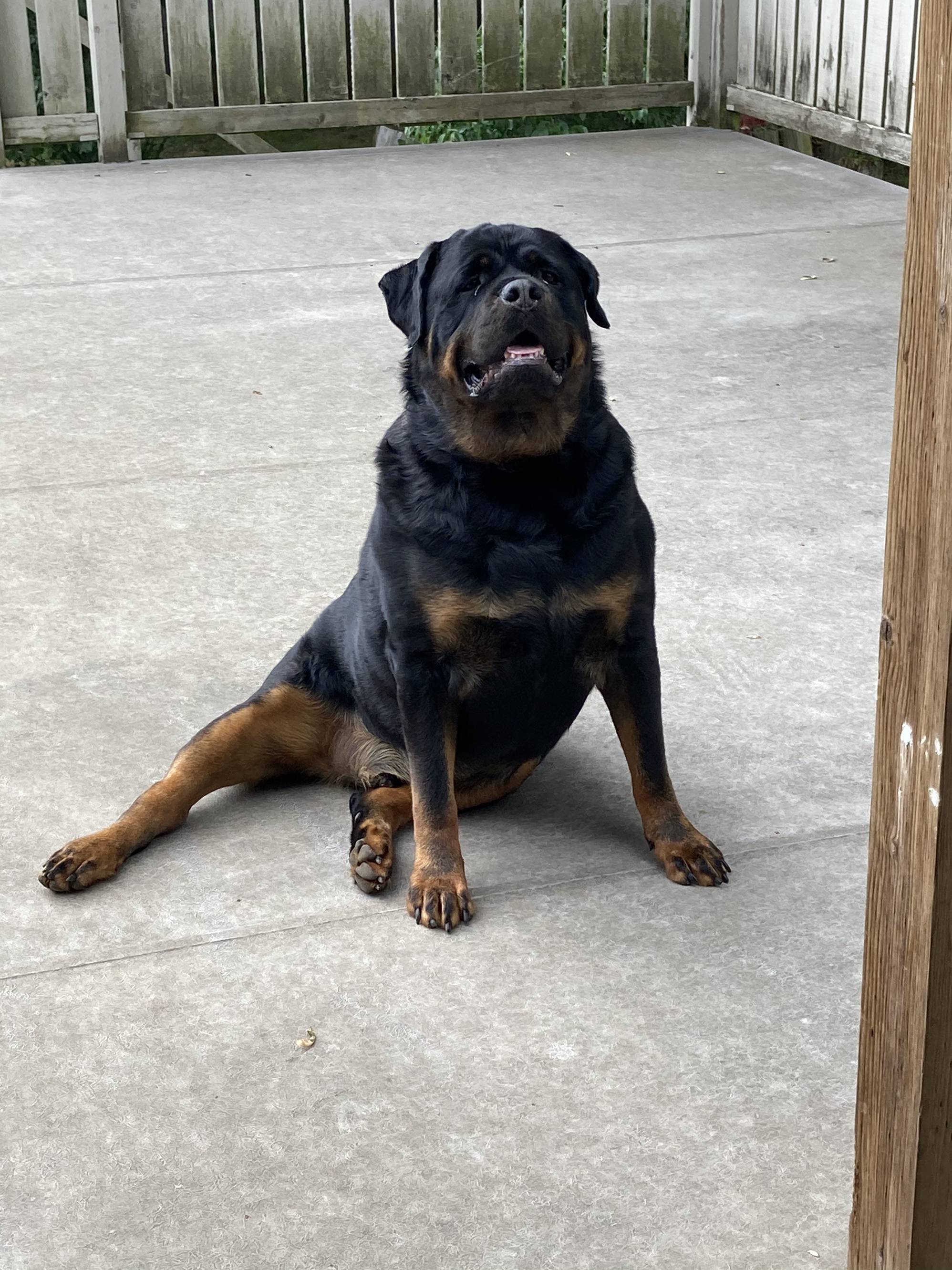 My derpy boy might be sick and I’m worried about him. Here he is a few weeks ago looking extra ...