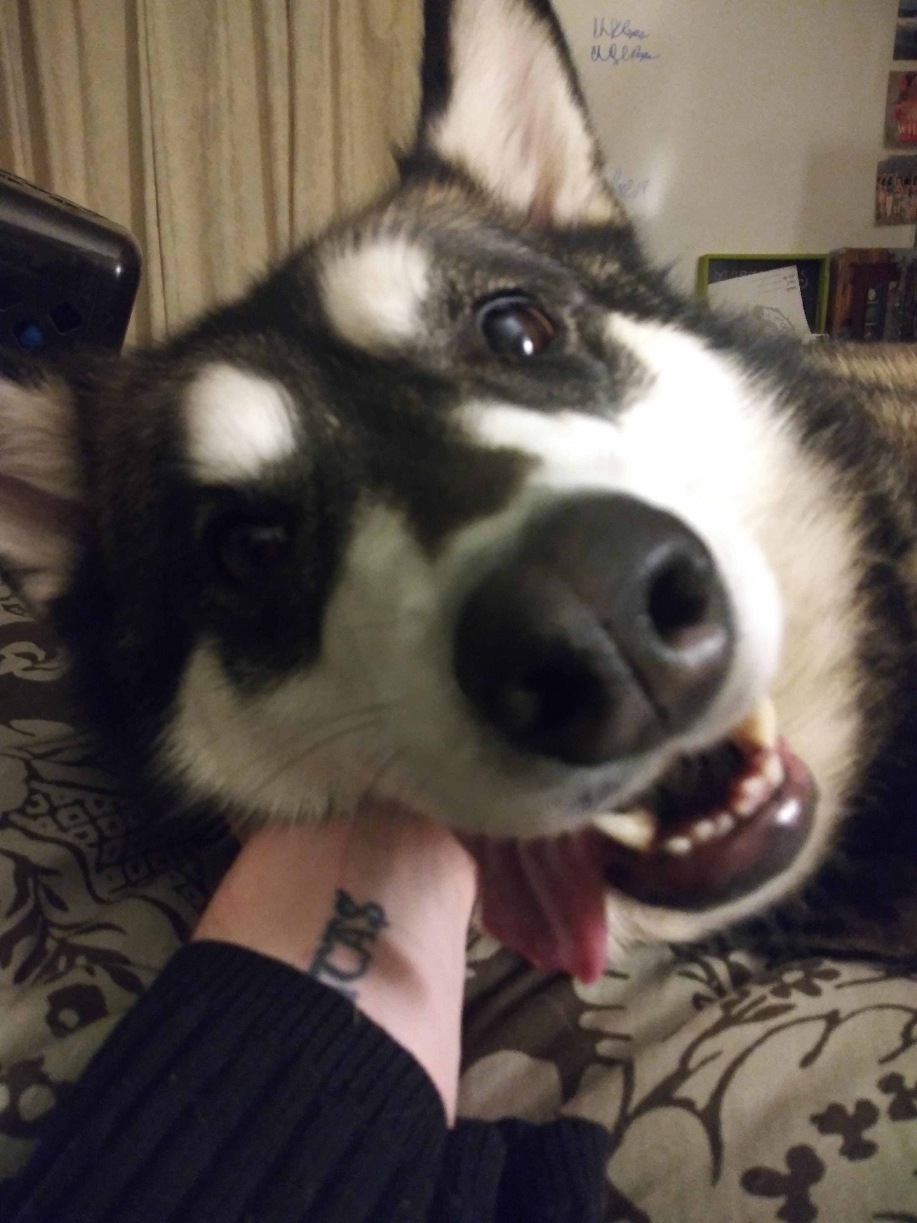 My derpy dog posing for a picture | Scrolller