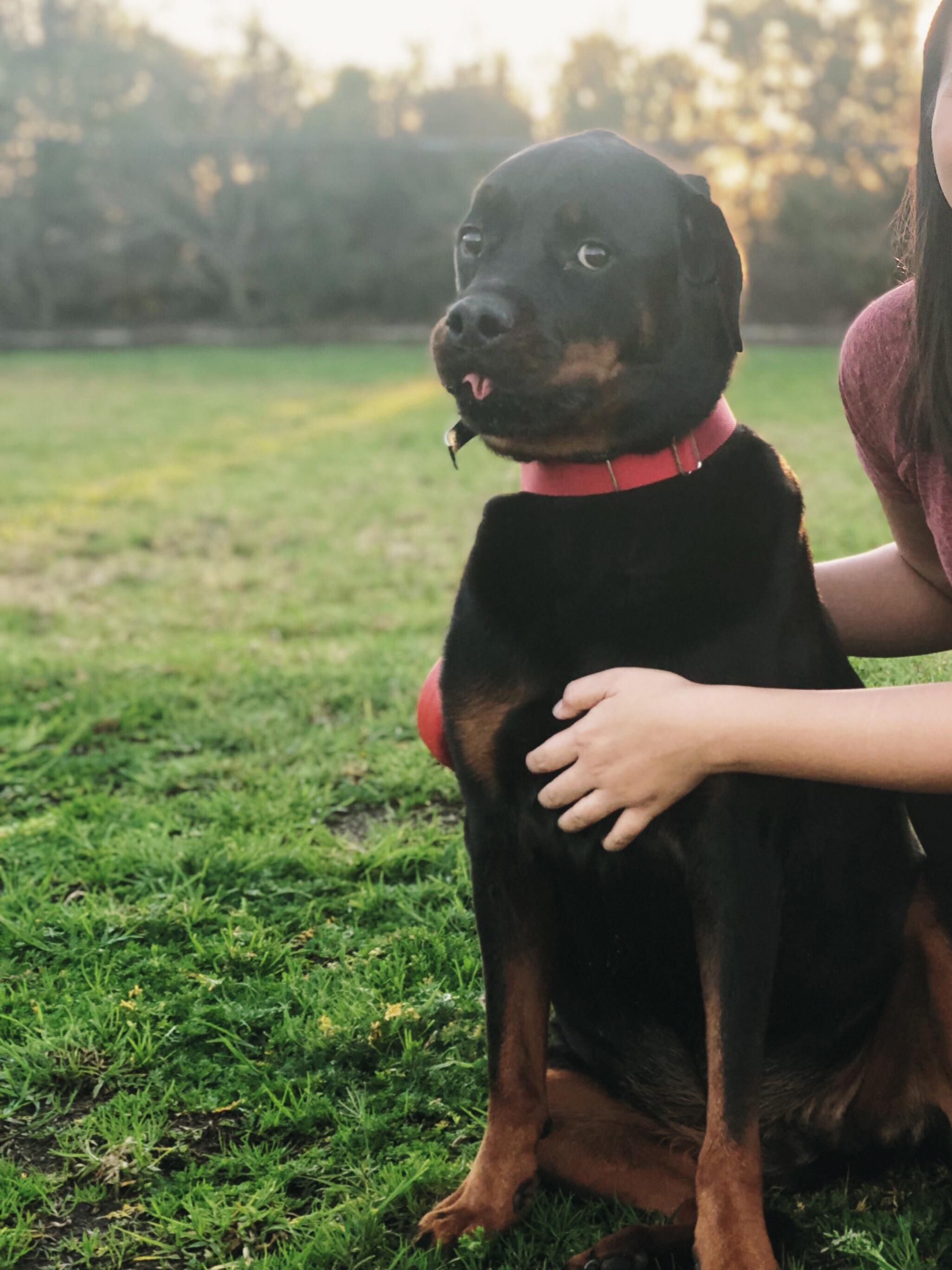 My Derpy Doggo | Scrolller