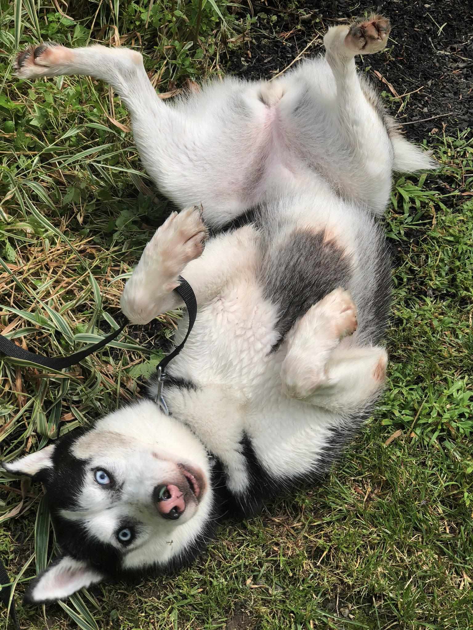 my derpy girl 🐾 | Scrolller