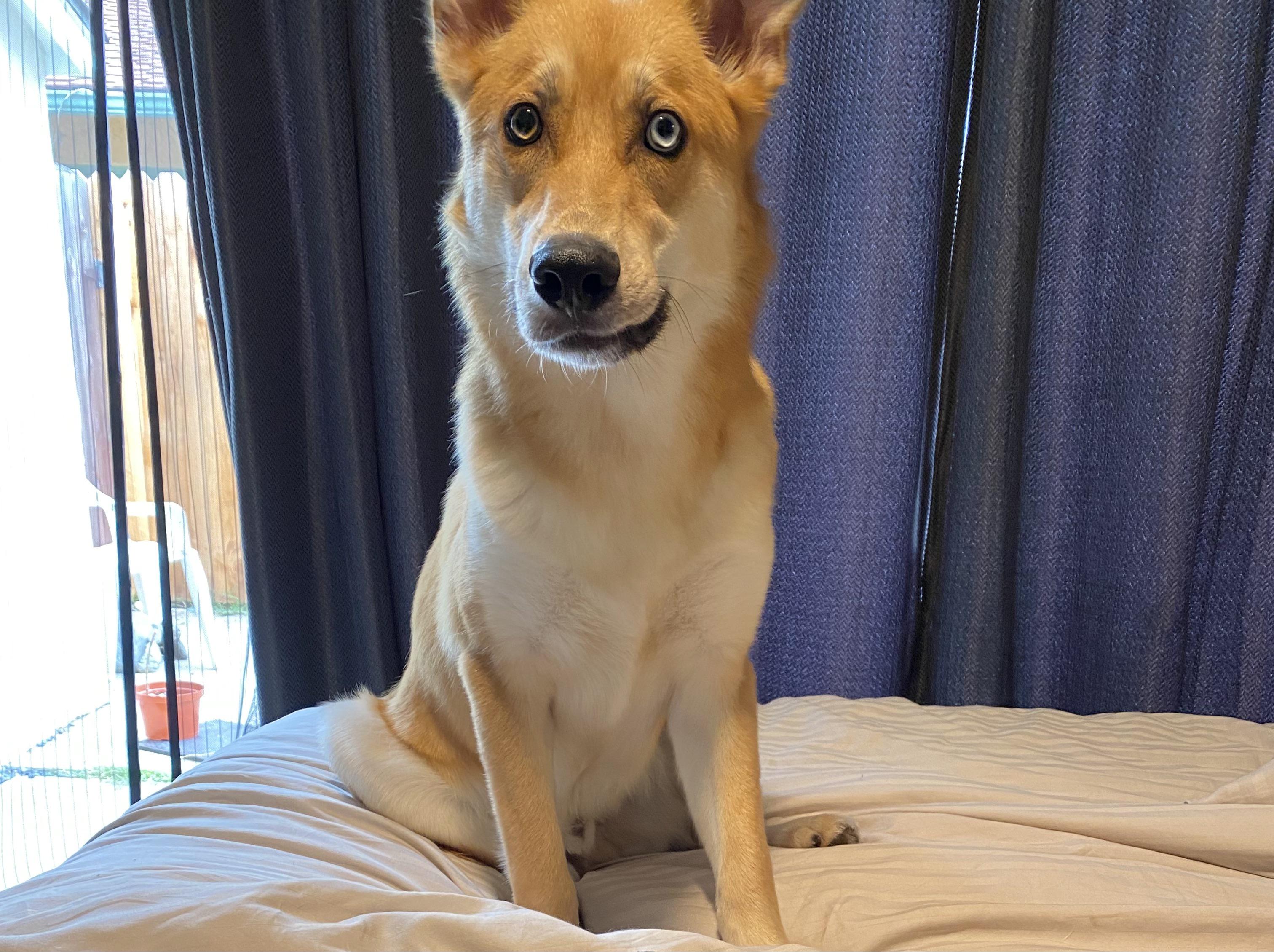 My derpy little boy, Crash B | Scrolller