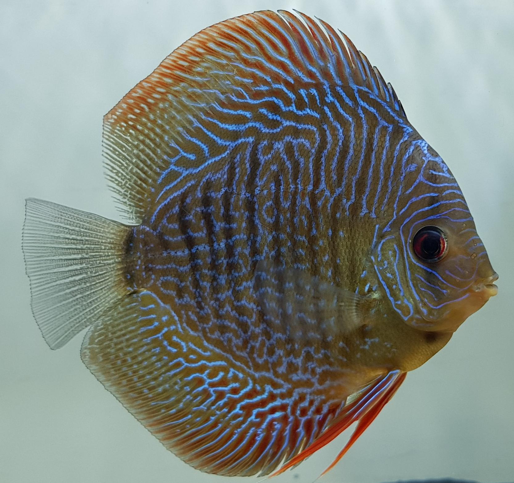 My discus just doing its thing | Scrolller