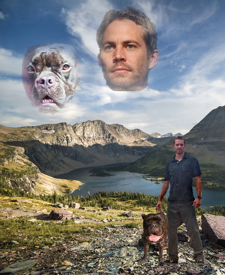 My dog and Paul Walker share a day of death anniversary | Scrolller