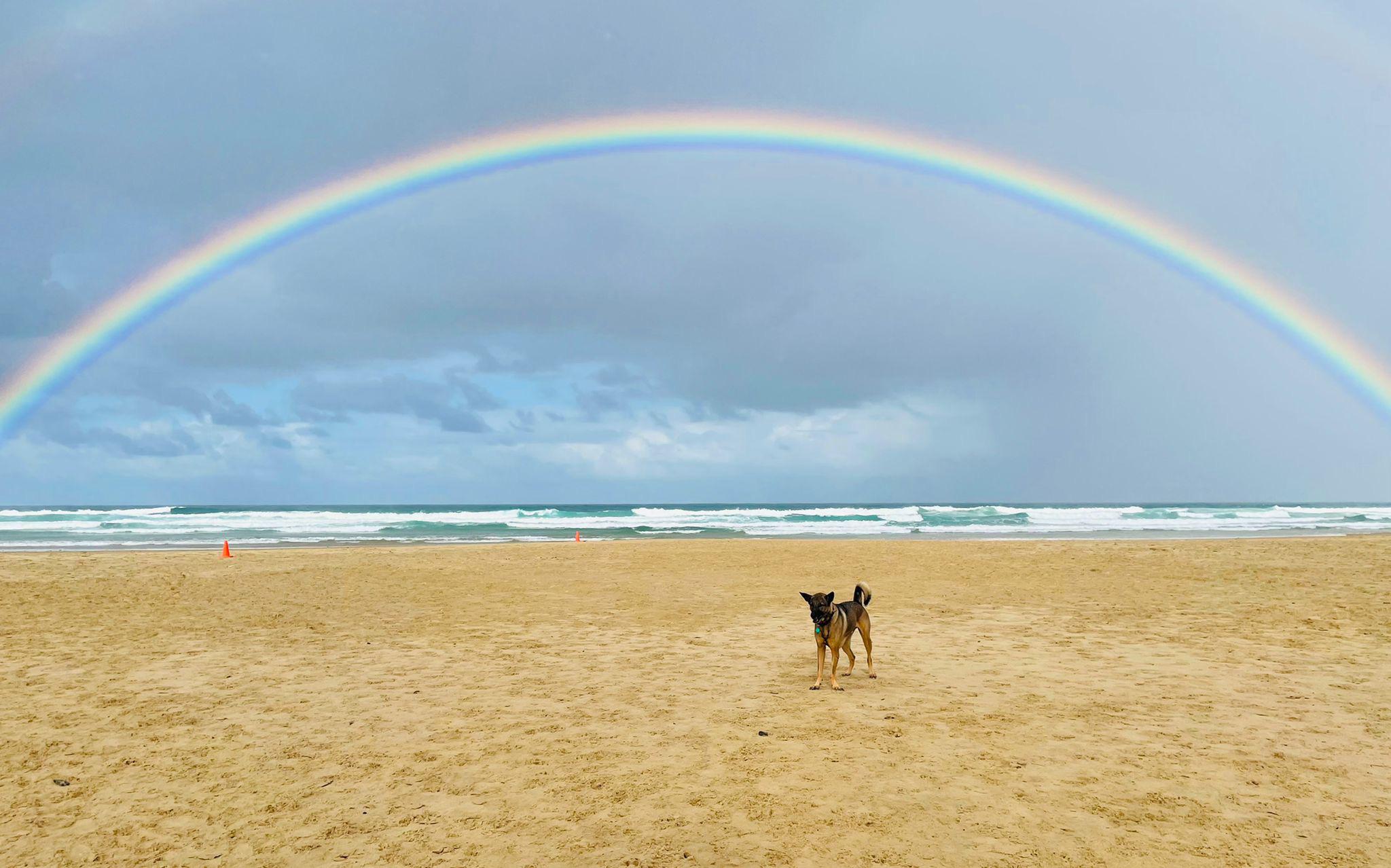 My dog at the beach with a rainbow! | Scrolller