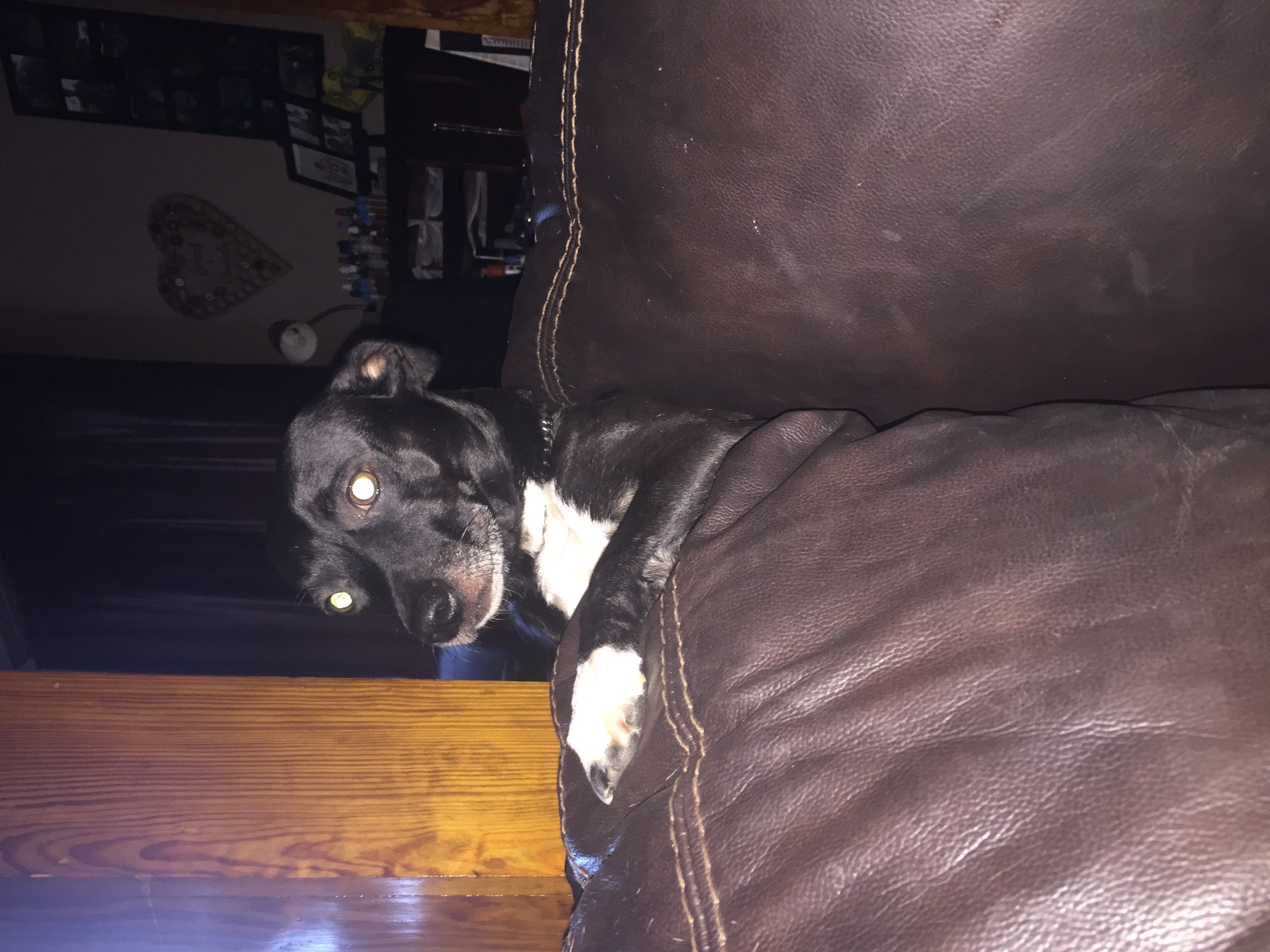 My dog got stuck... | Scrolller