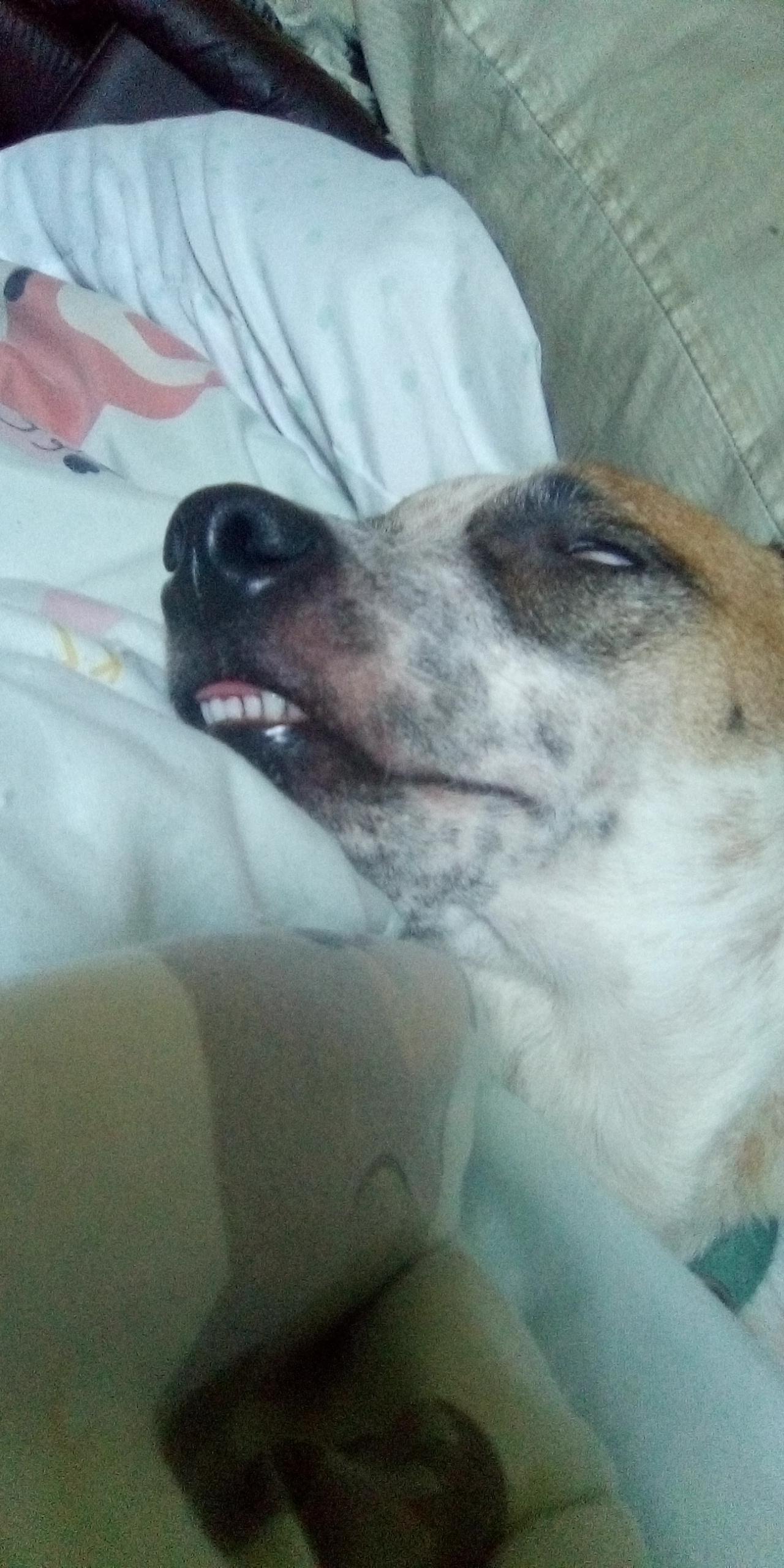 My dog has an underbite and sleeps with her eyes open making her incredibly silly | Scrolller