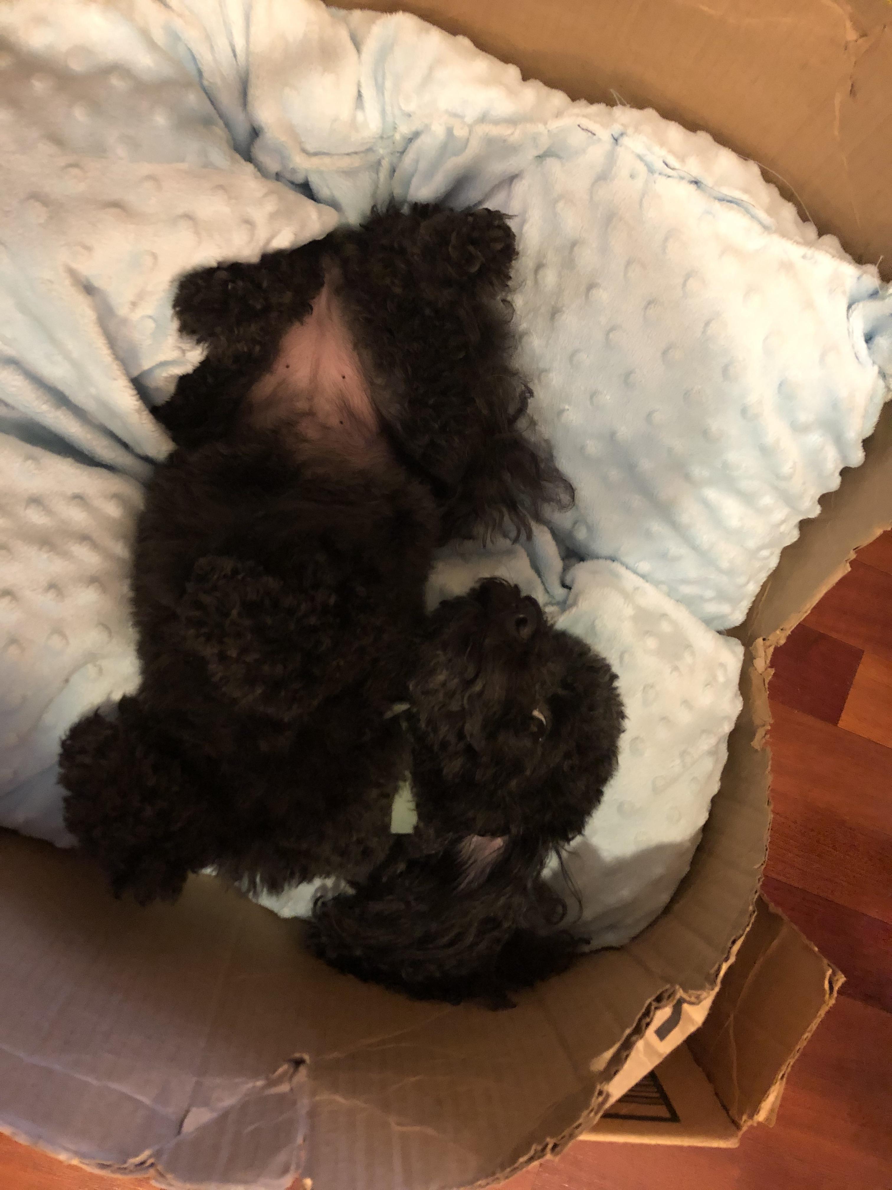 My dog in her favorite box | Scrolller