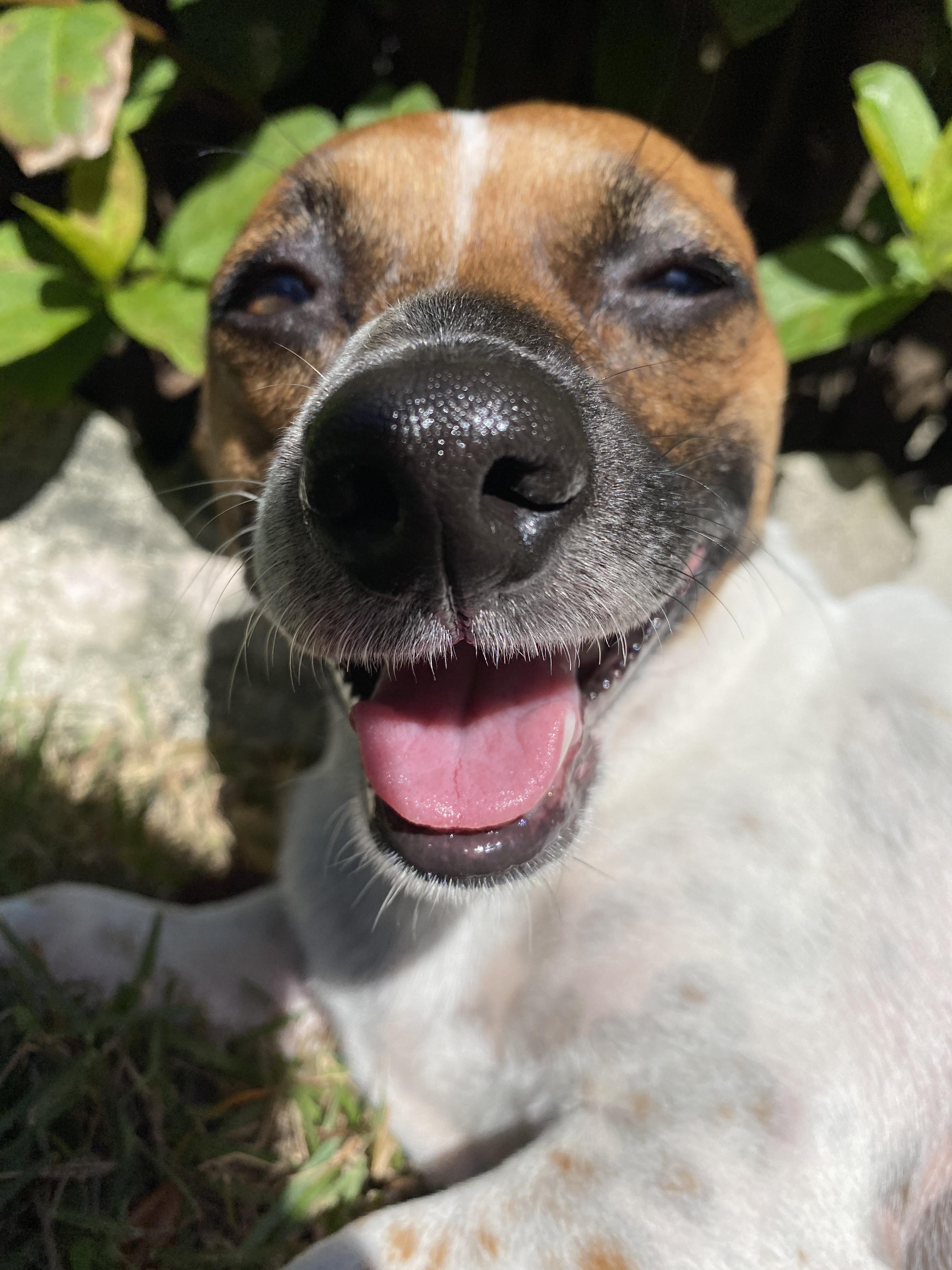 My Dog Lola enjoying her time in the sun | Scrolller