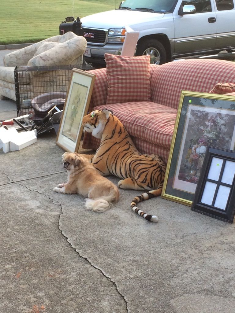 My dog thinks he's a tiger. | Scrolller