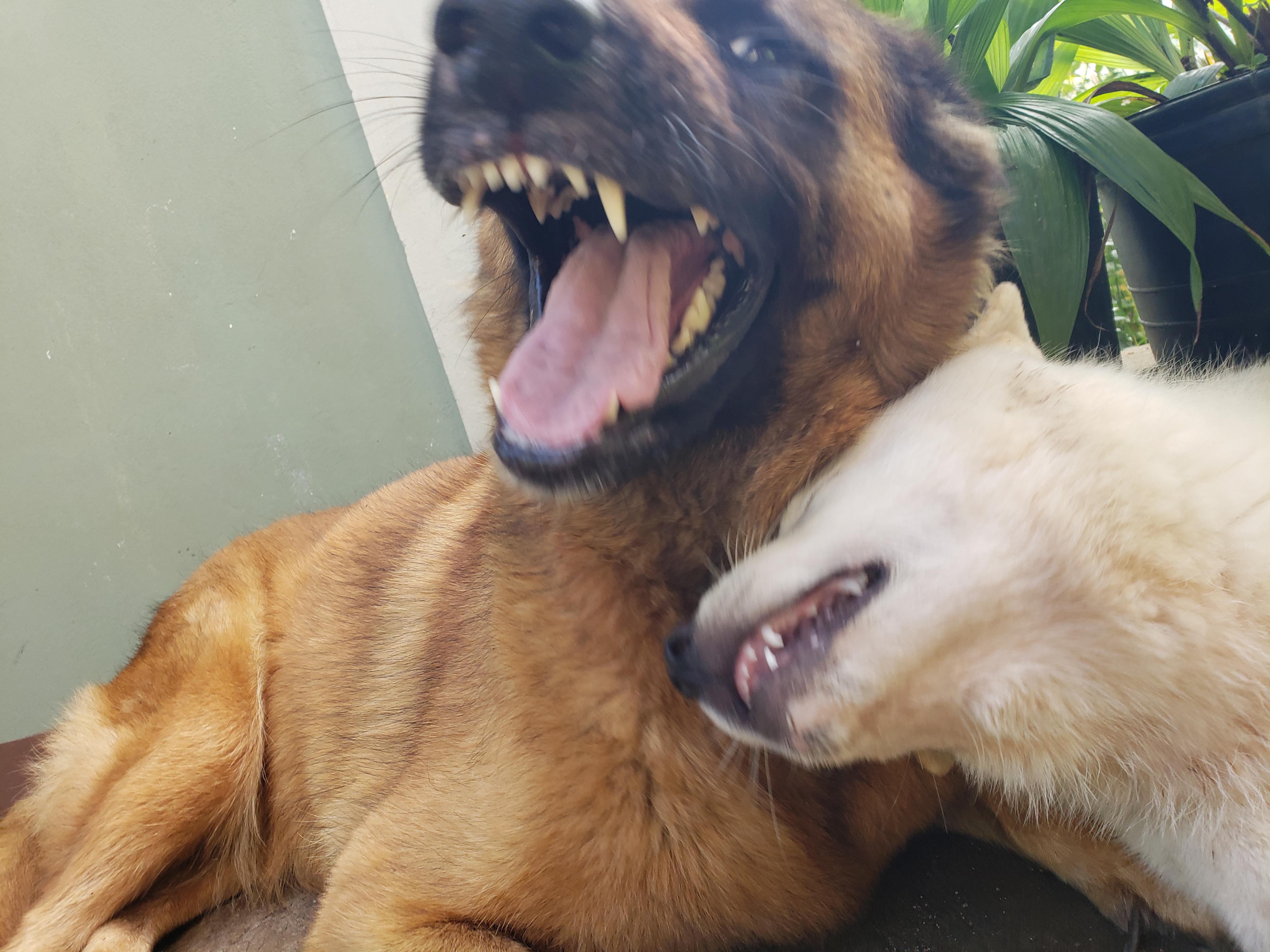 My dogs cracking up | Scrolller