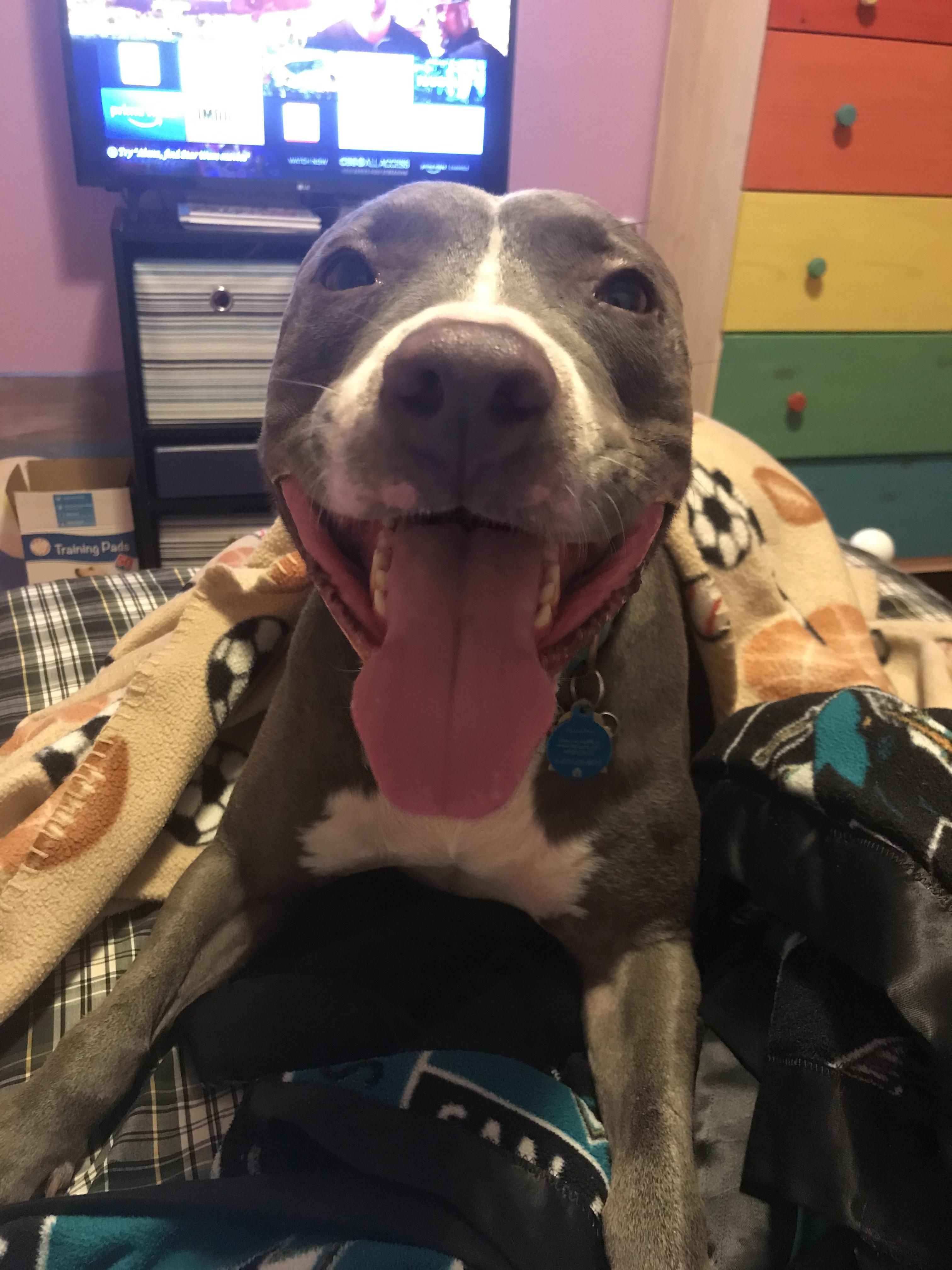 My dogs happy :D | Scrolller