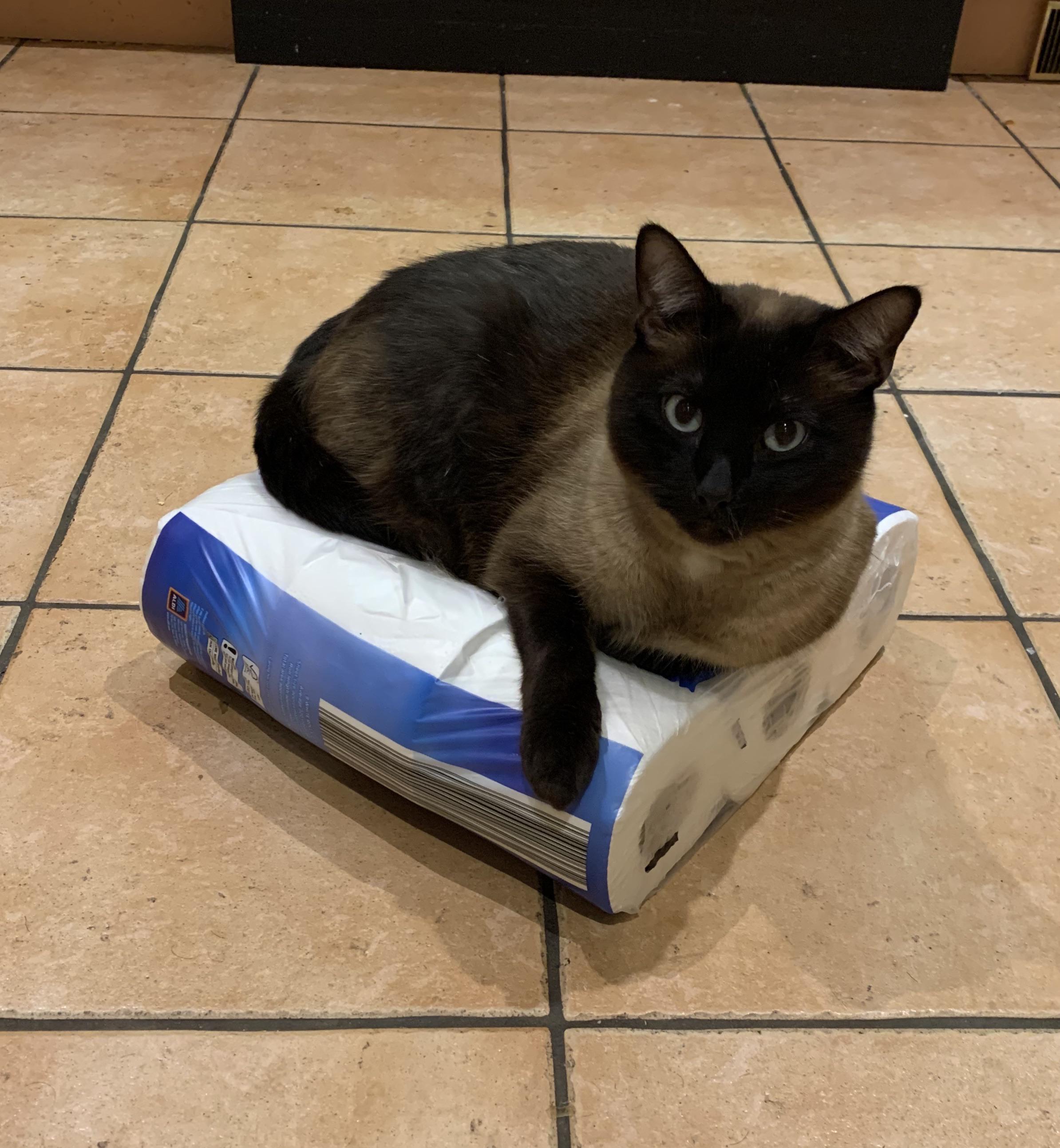 My dragon with his hoard of treasure | Scrolller