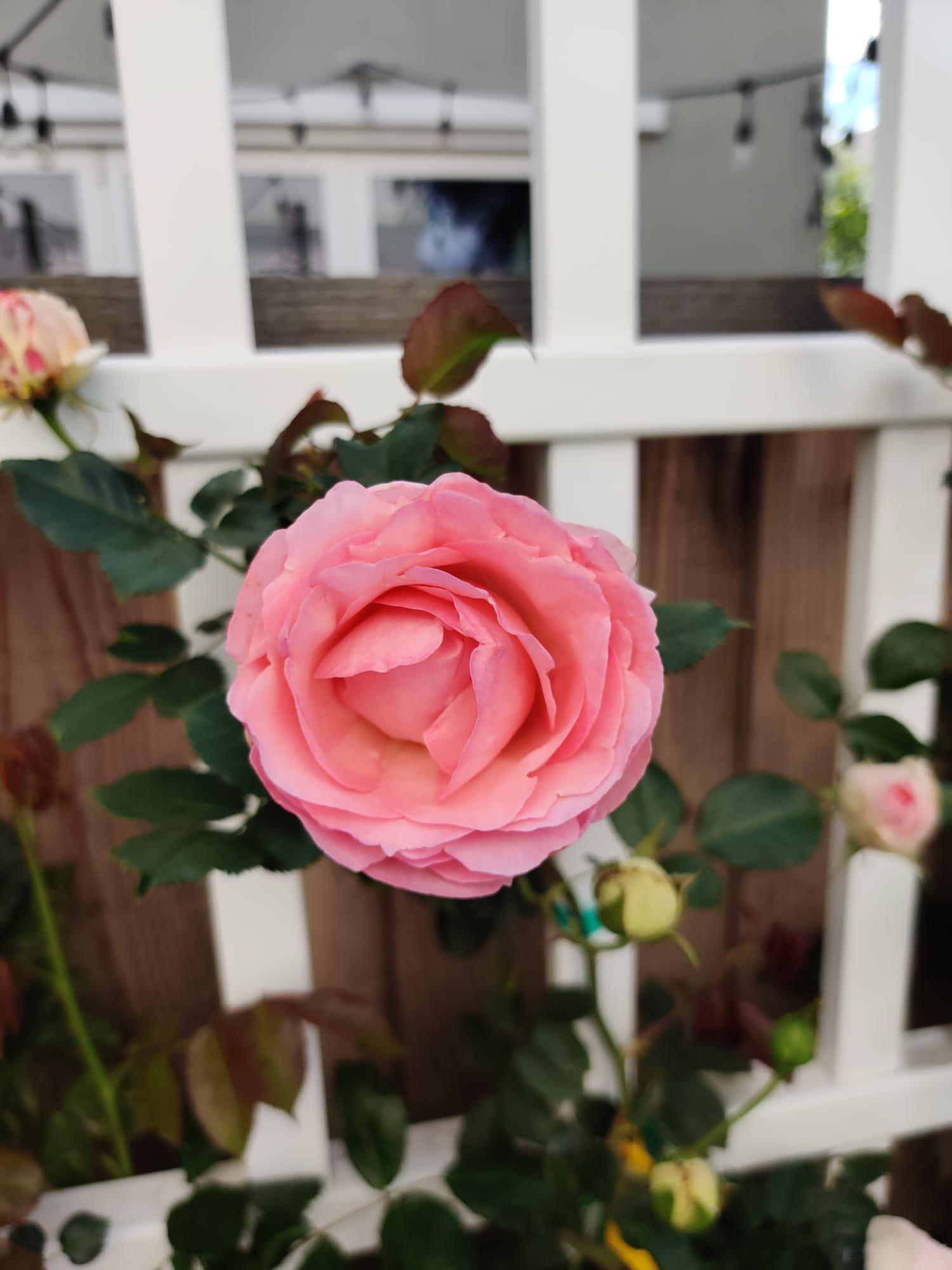 My Eden in full bloom! 😍 | Scrolller