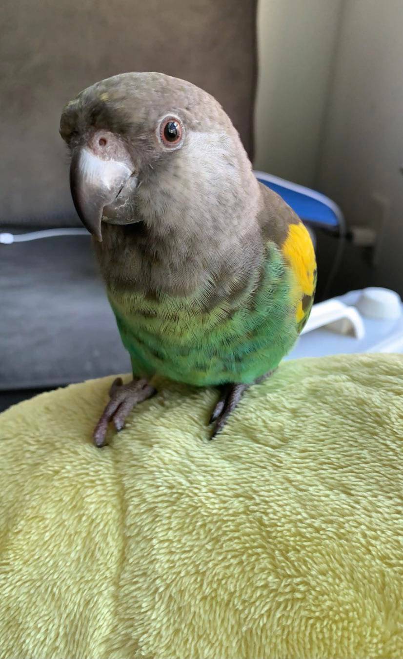 My entry post into the subreddit. Meet Zazu been about 3-4 months since I’ve gotten him. | Scrolller