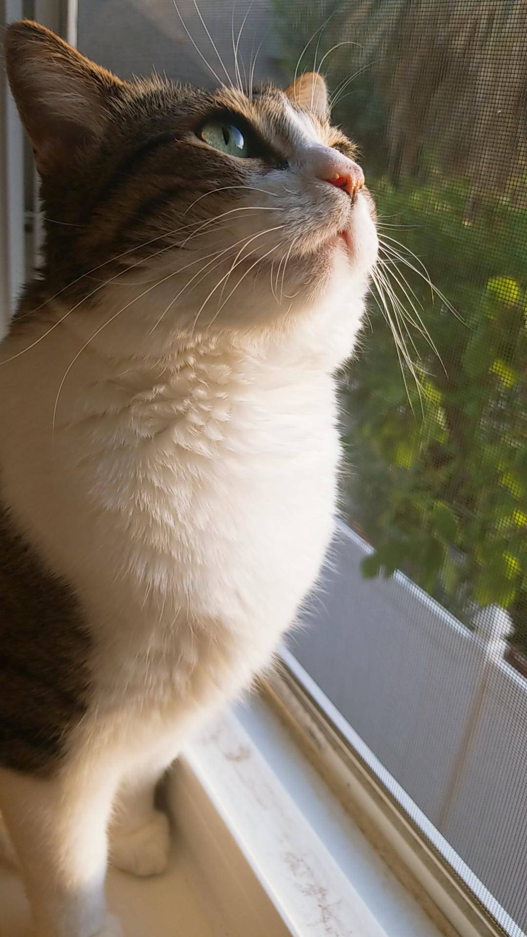 My family is tired of me showing them pictures of my cat. So here's a picture of my cat. | Scrolller