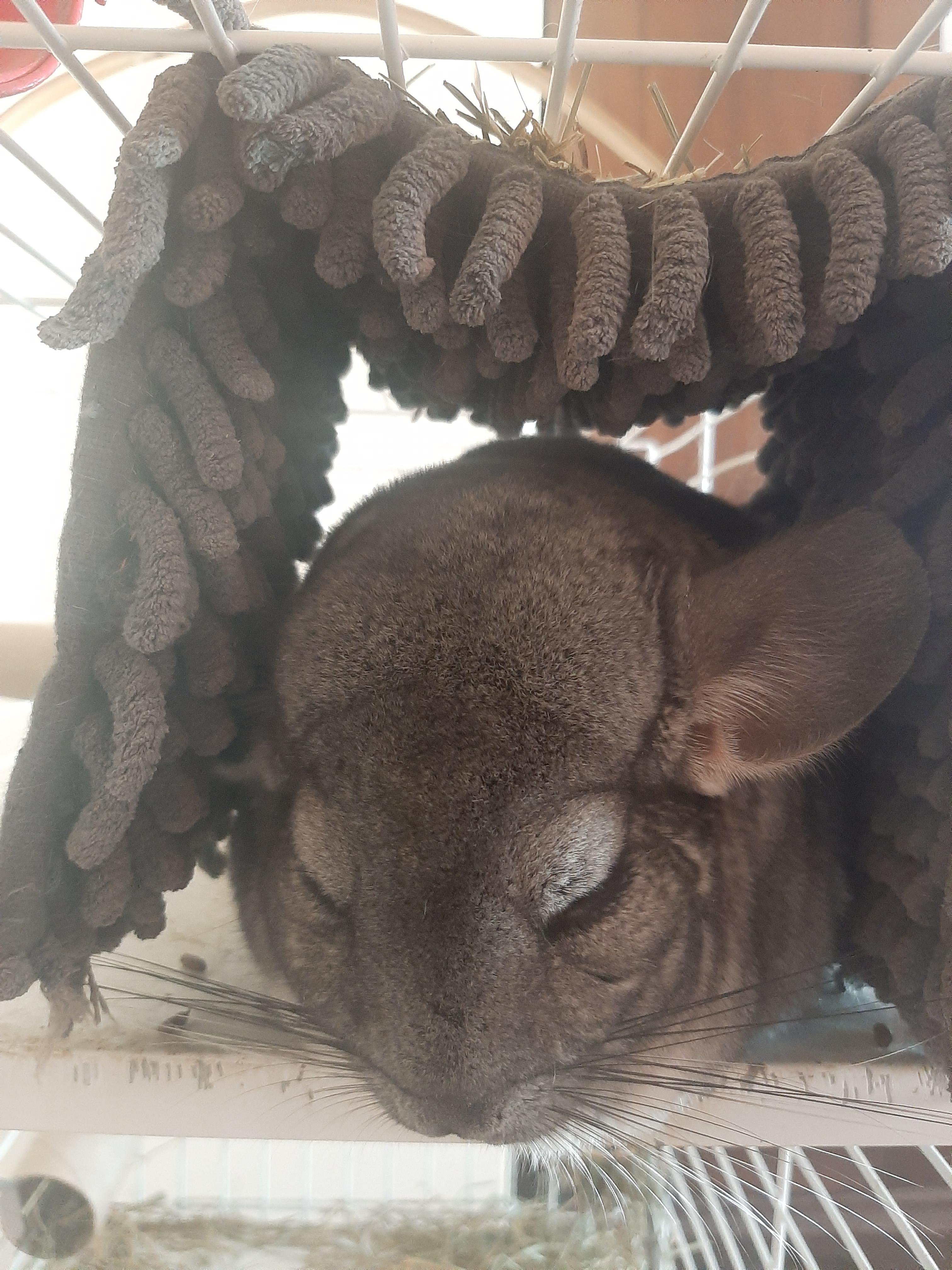 My fav spot to sleep | Scrolller