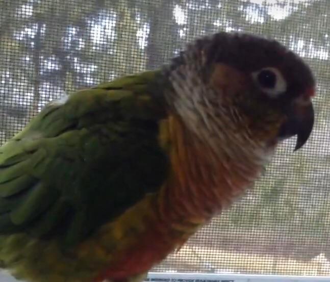 My favorite birb ever.. | Scrolller