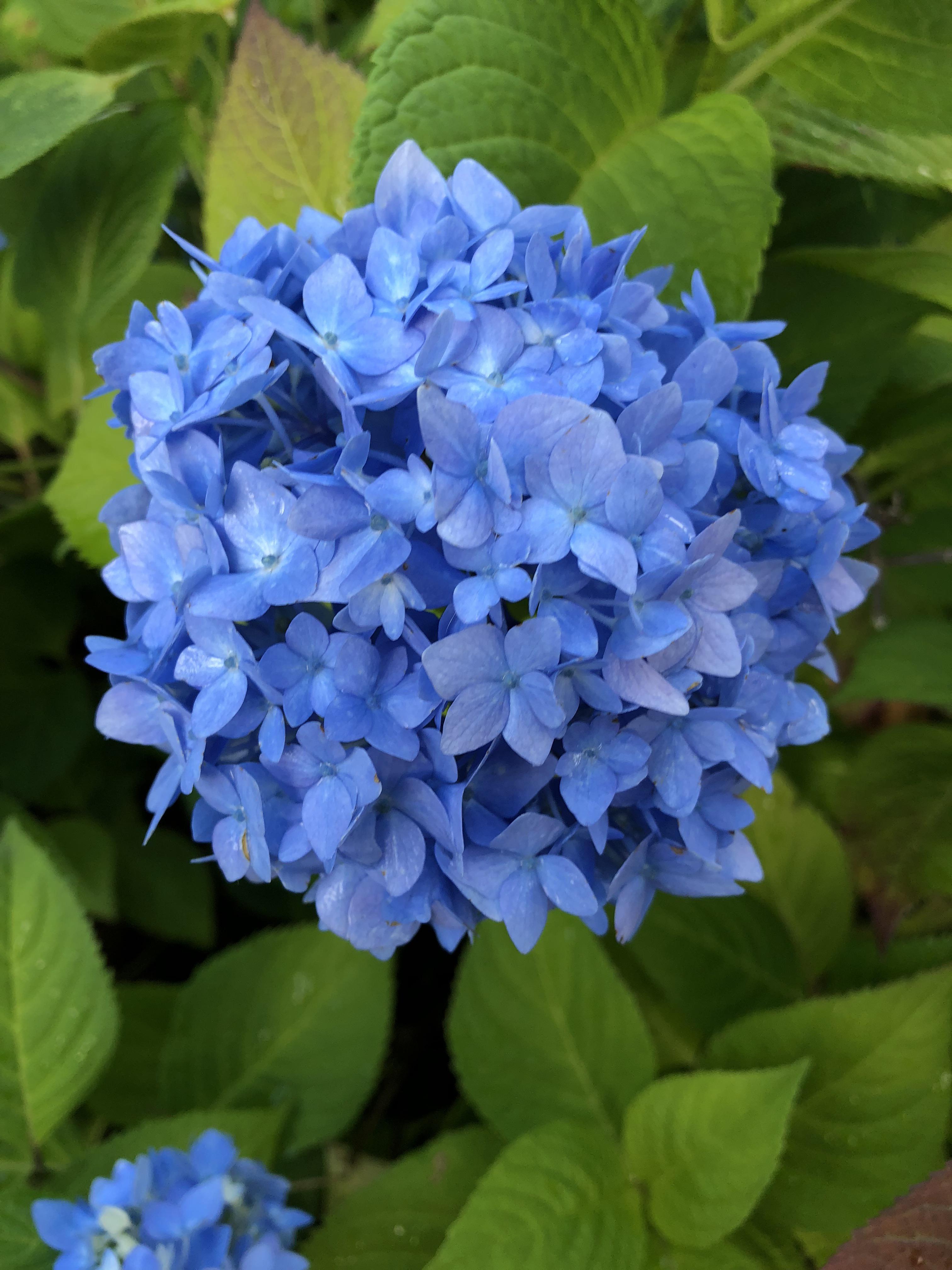 My Favorite Blue Hydrangea. | Scrolller