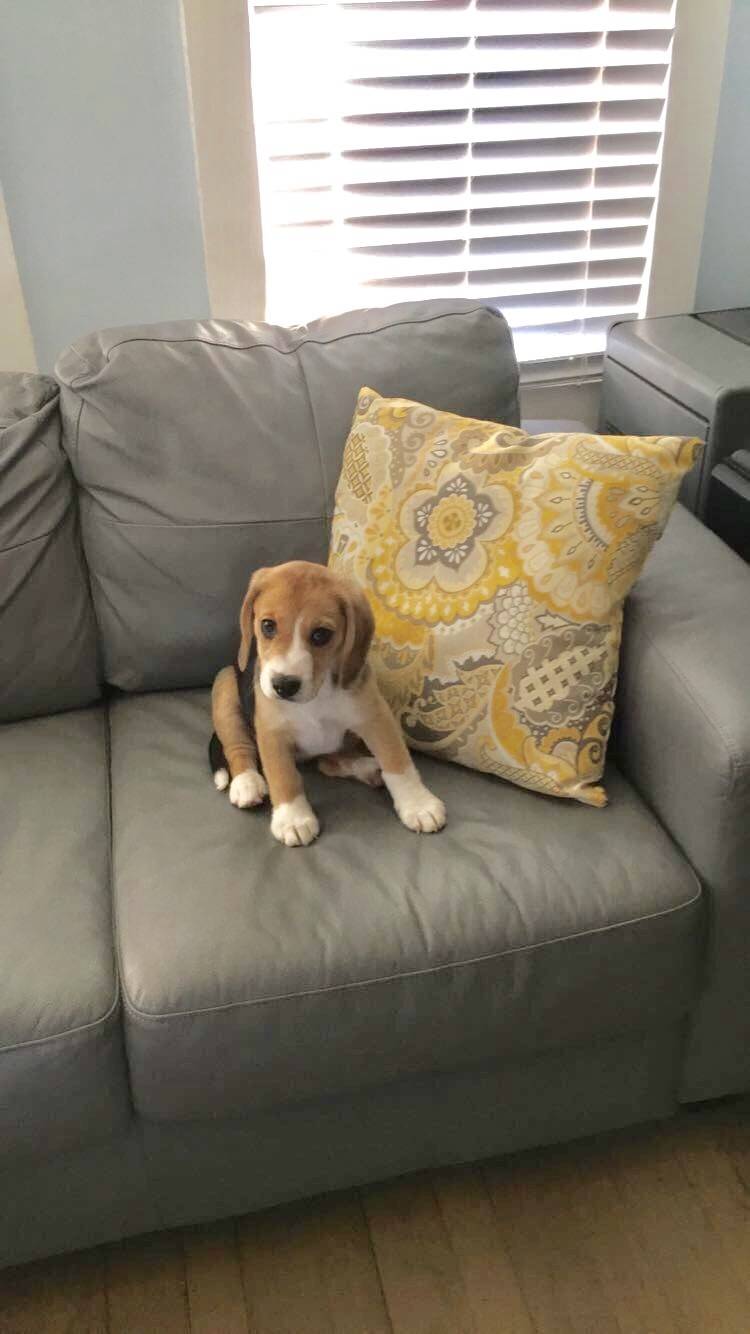My favorite picture of my beagle puppy, Daisy!! | Scrolller