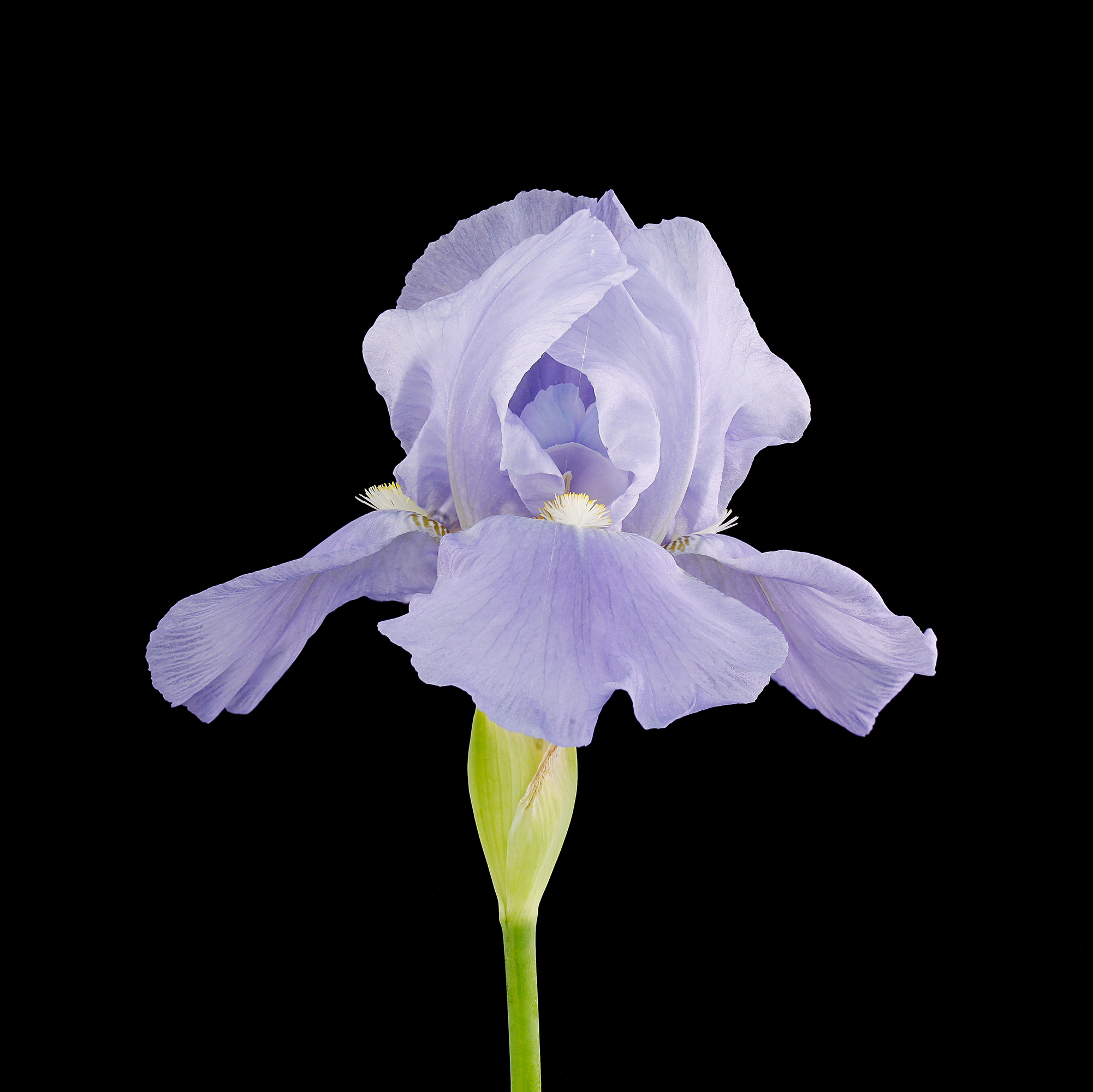 My favorite, the Bearded Iris. [OC] | Scrolller